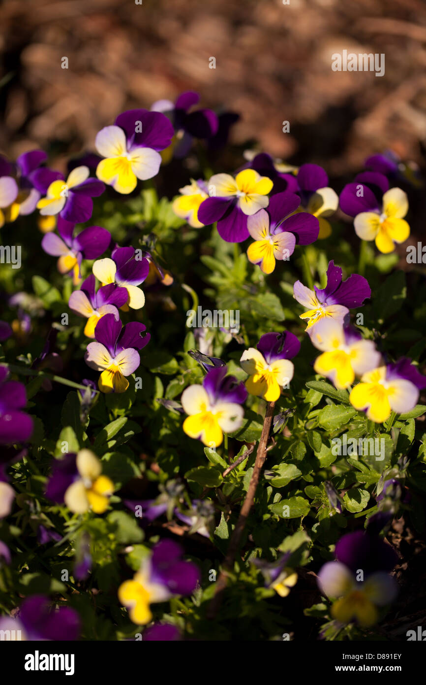 Yellow and purple viola flowers in a quiet spring garden in Brittany ...