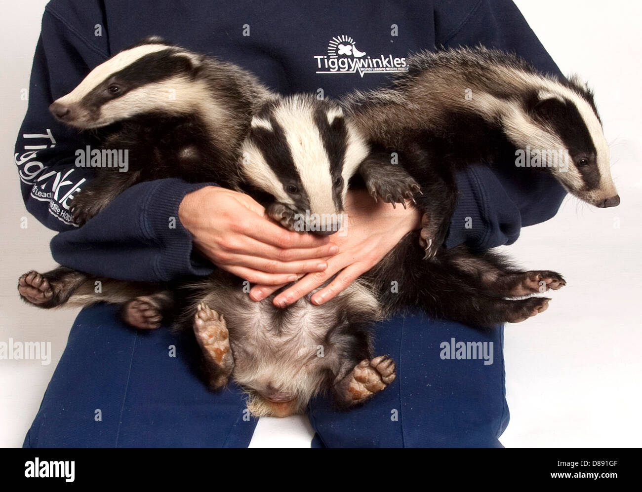 Three badger cubs in hand Stock Photo - Alamy
