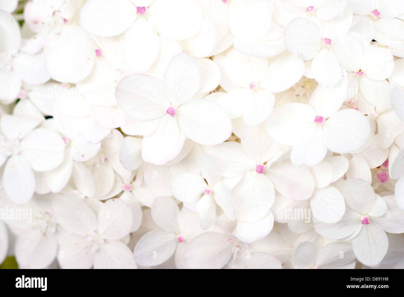 Close up of an hydrangea shrub in an organic garden Stock Photo - Alamy