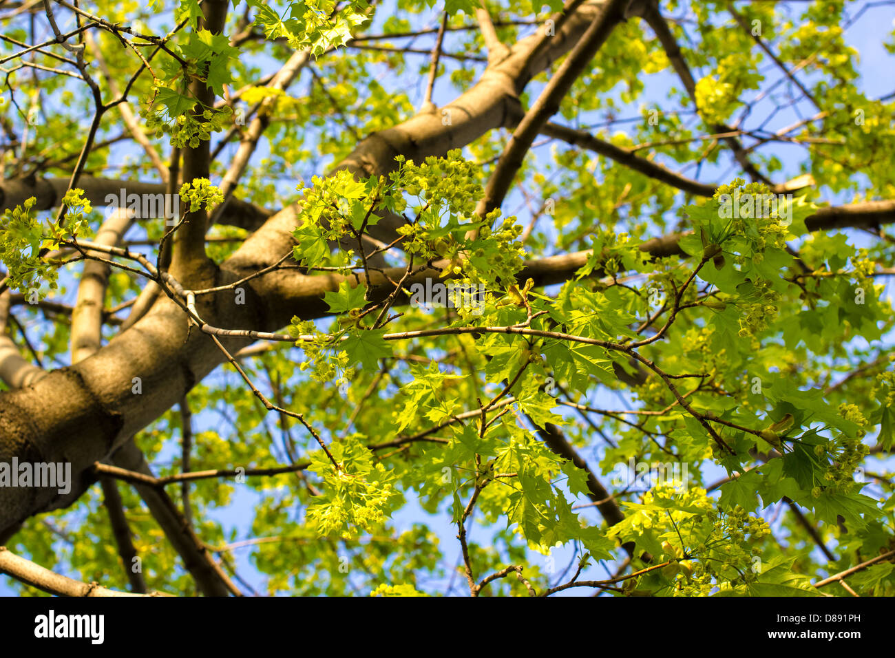 Maple tree canopy hi-res stock photography and images - Alamy