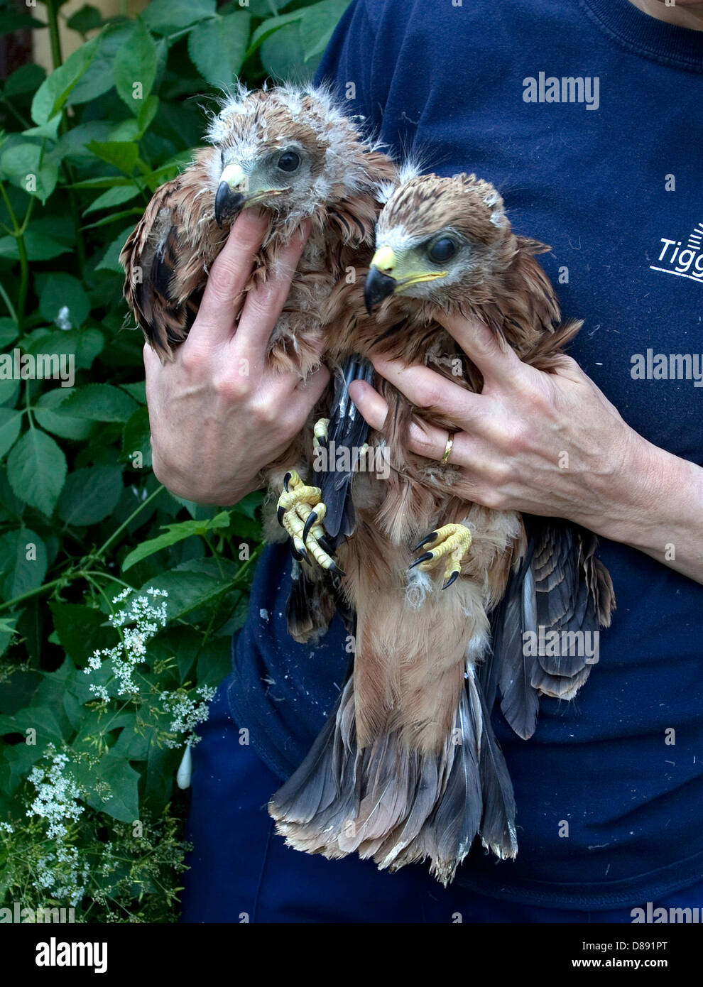 Juvenile red kites hi-res stock photography and images - Alamy