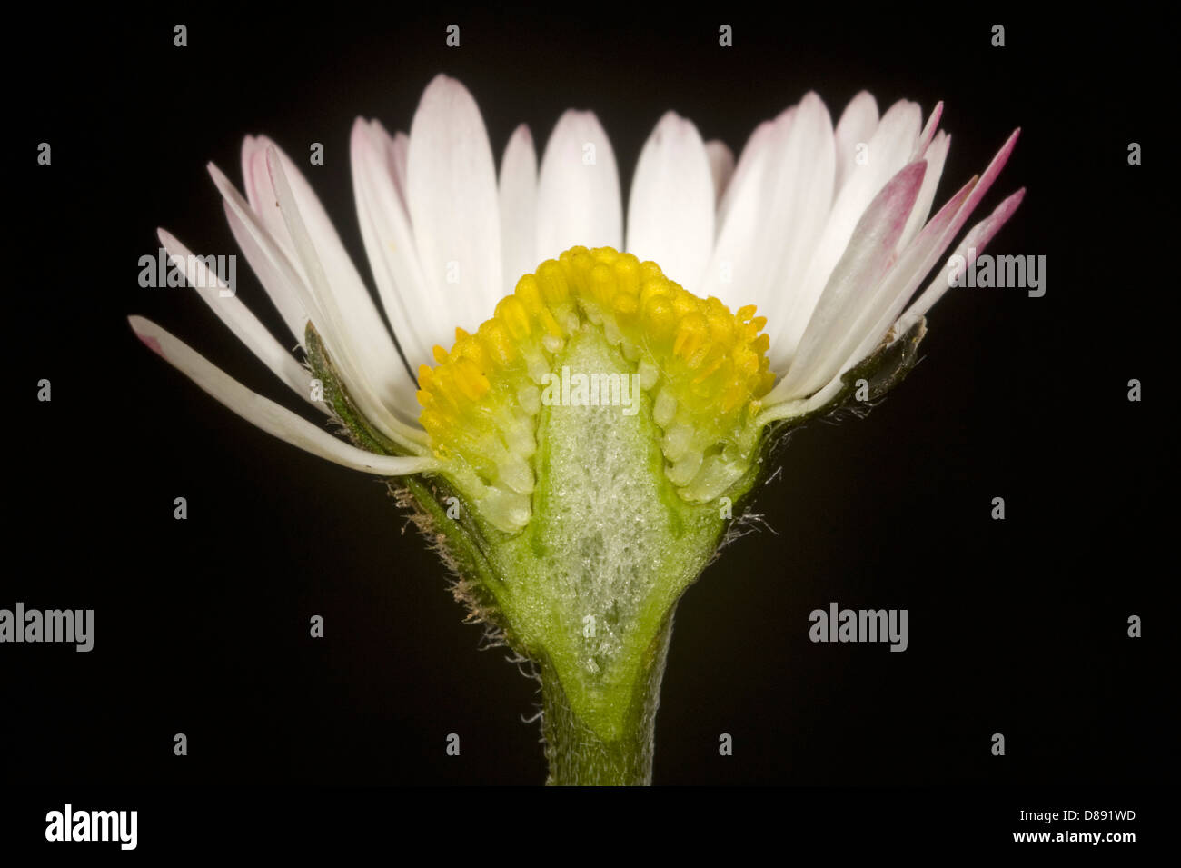 Disc floret hi-res stock photography and images - Alamy