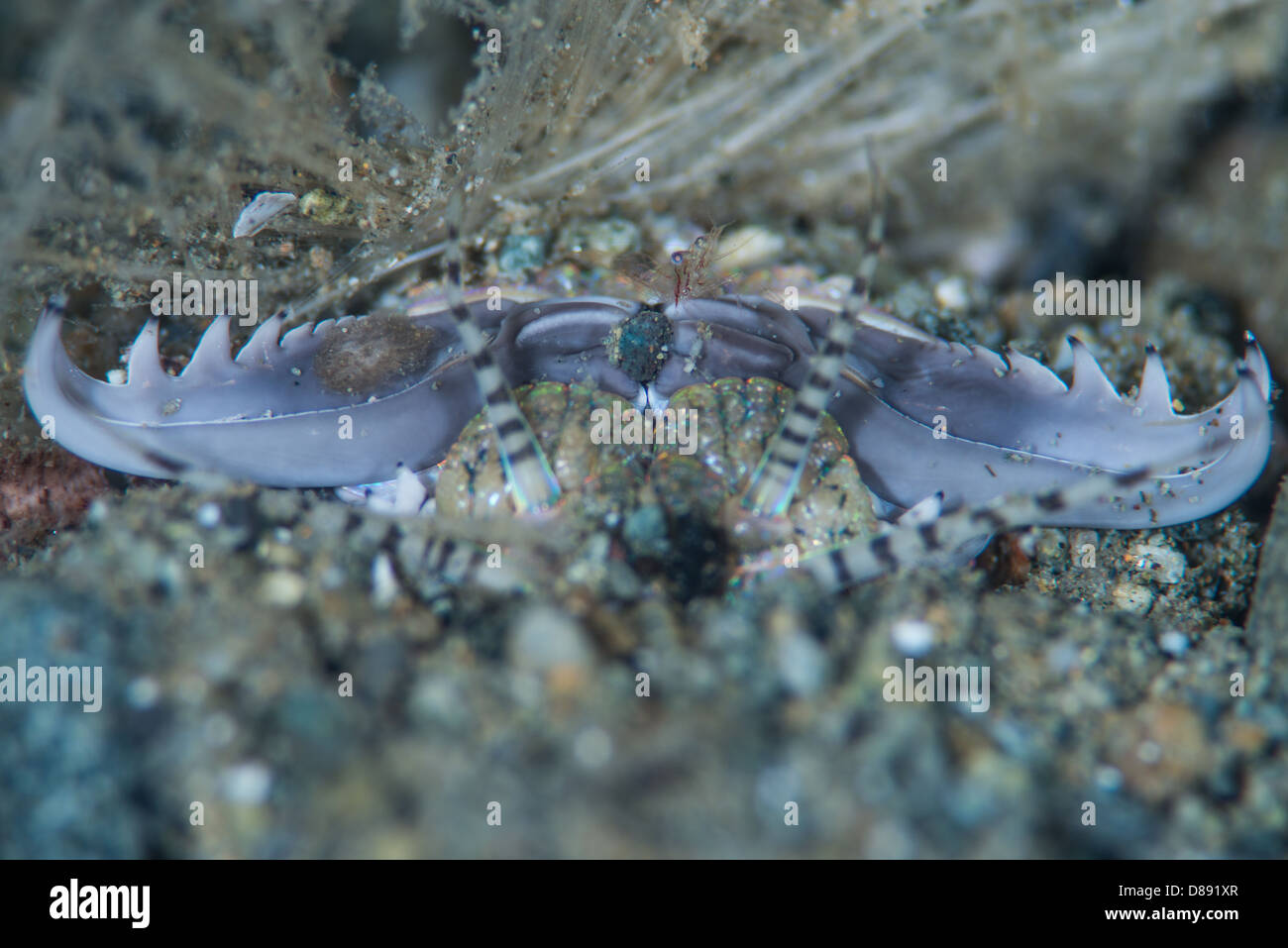 A Bobbit worm ready to snap, Eunice Aphroditois Stock Photo - Alamy