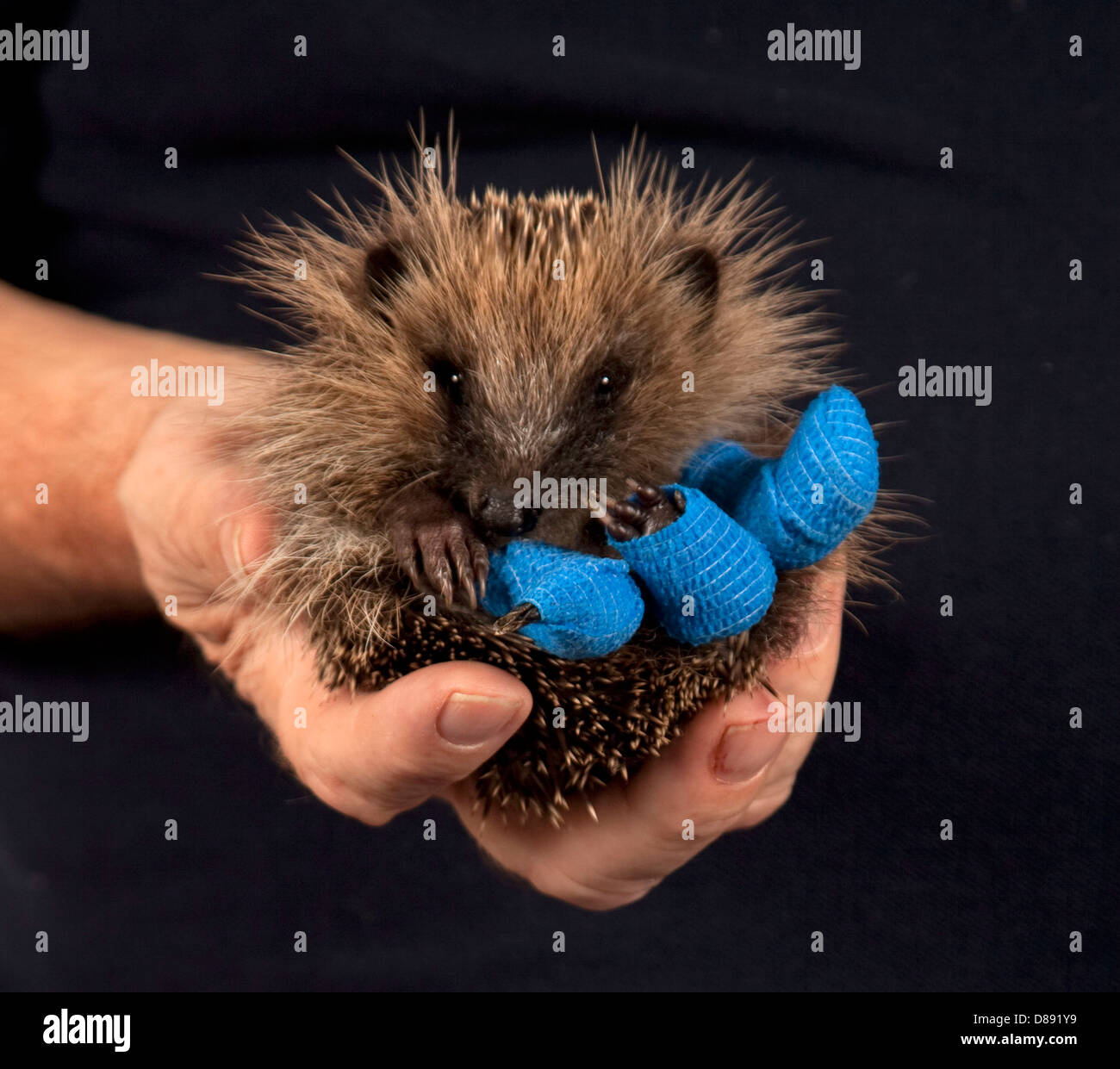 Juvenile European hedgehog in hand with bandages on legs Stock Photo ...