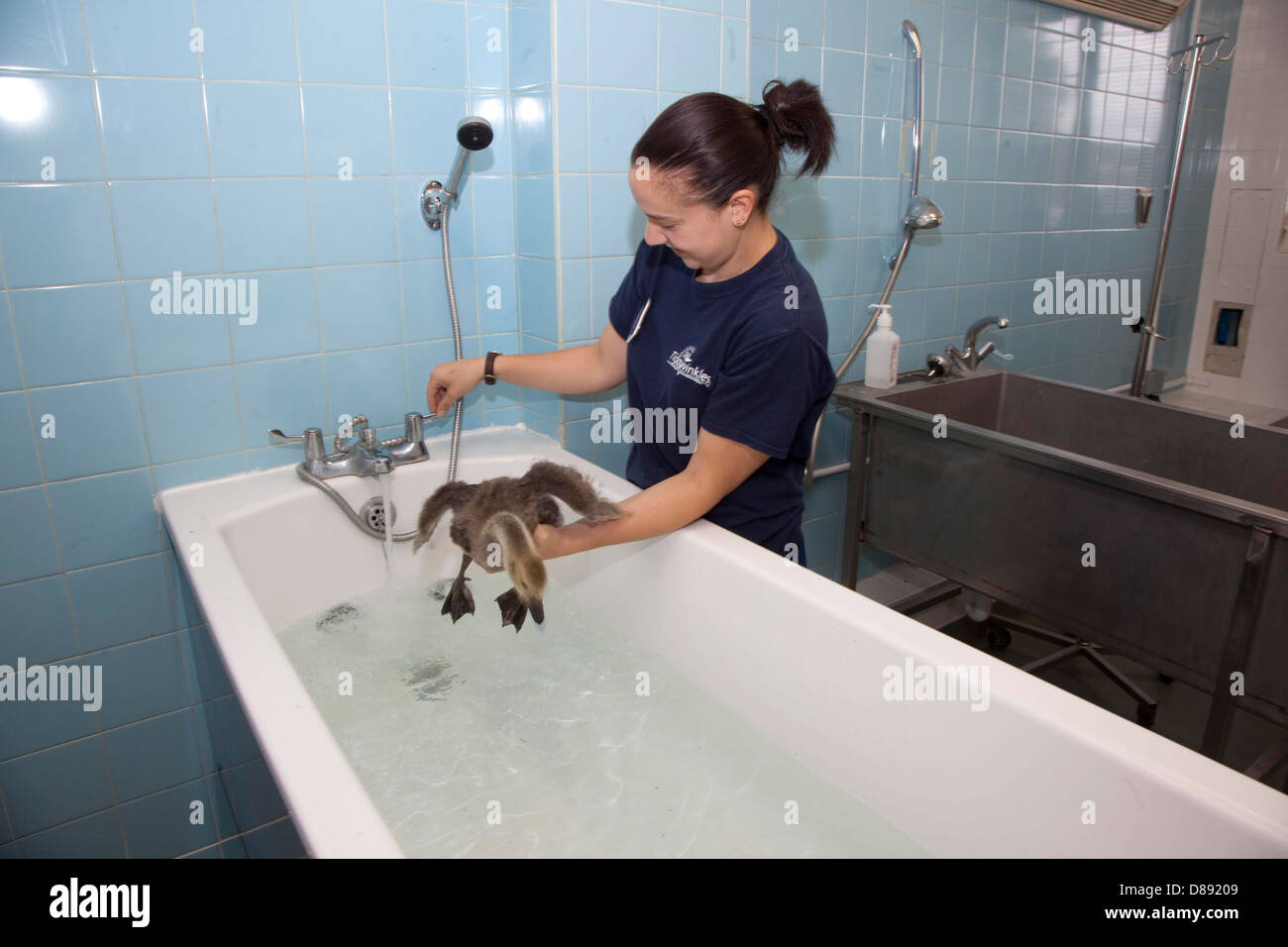 Canada goose, chick recovering from broken leg, hydrotherapy, nurse ...