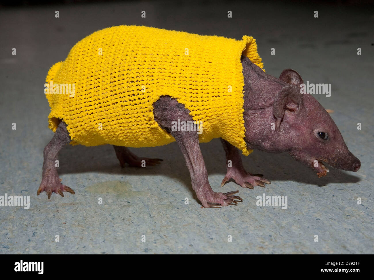 Bald European hedgehog in coat Stock Photo, Royalty Free Image ...