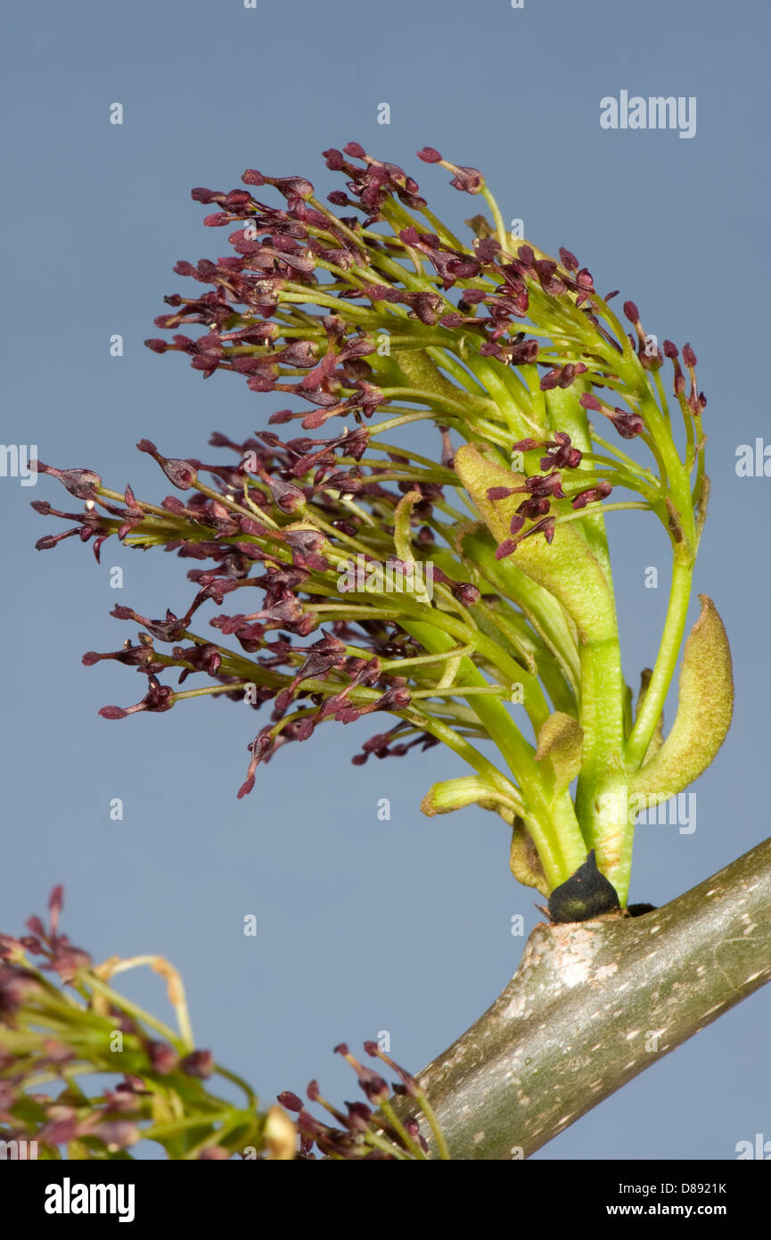 Flowers on ash, Fraxinus excelsior, wood in spring Stock Photo - Alamy