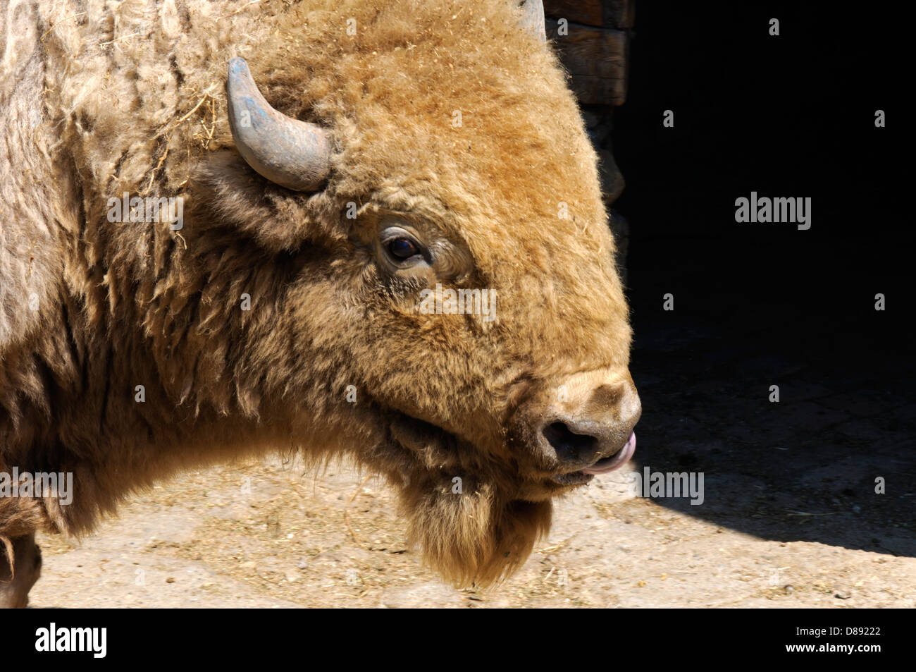 Head of the bison Stock Photo - Alamy