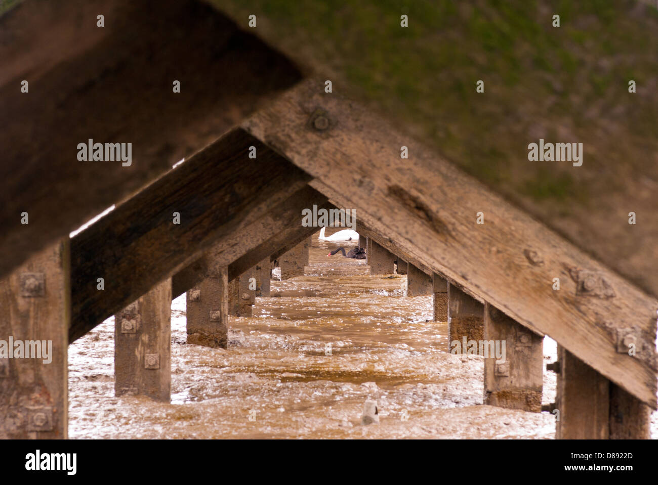 Swans Underneath Wooden Jetty Structure With Wooden Beams And Supports ...