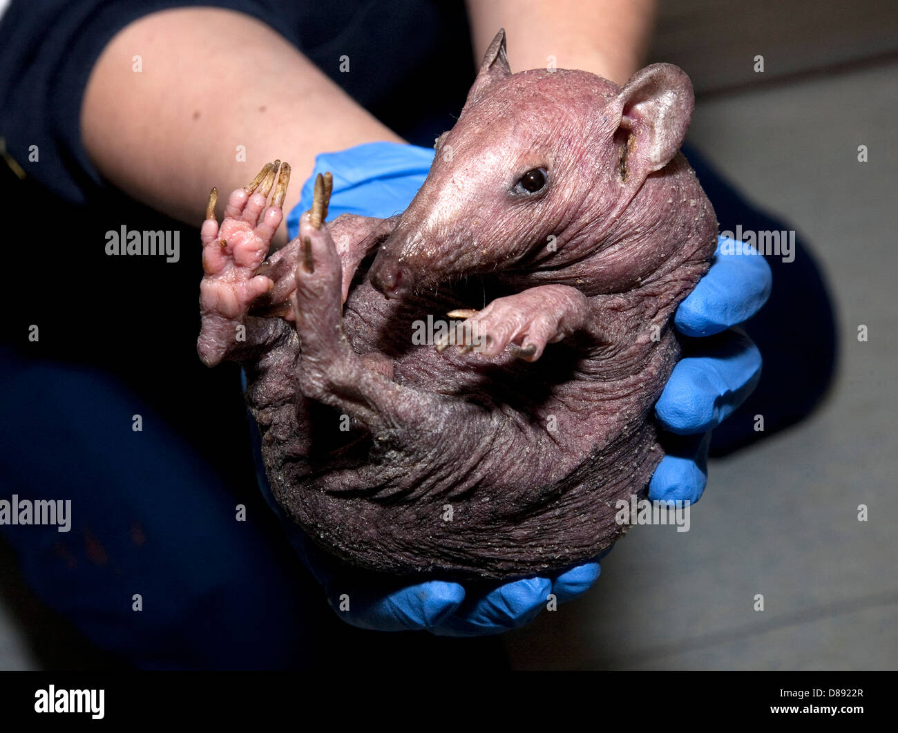 Hedgehog skin hi-res stock photography and images - Alamy