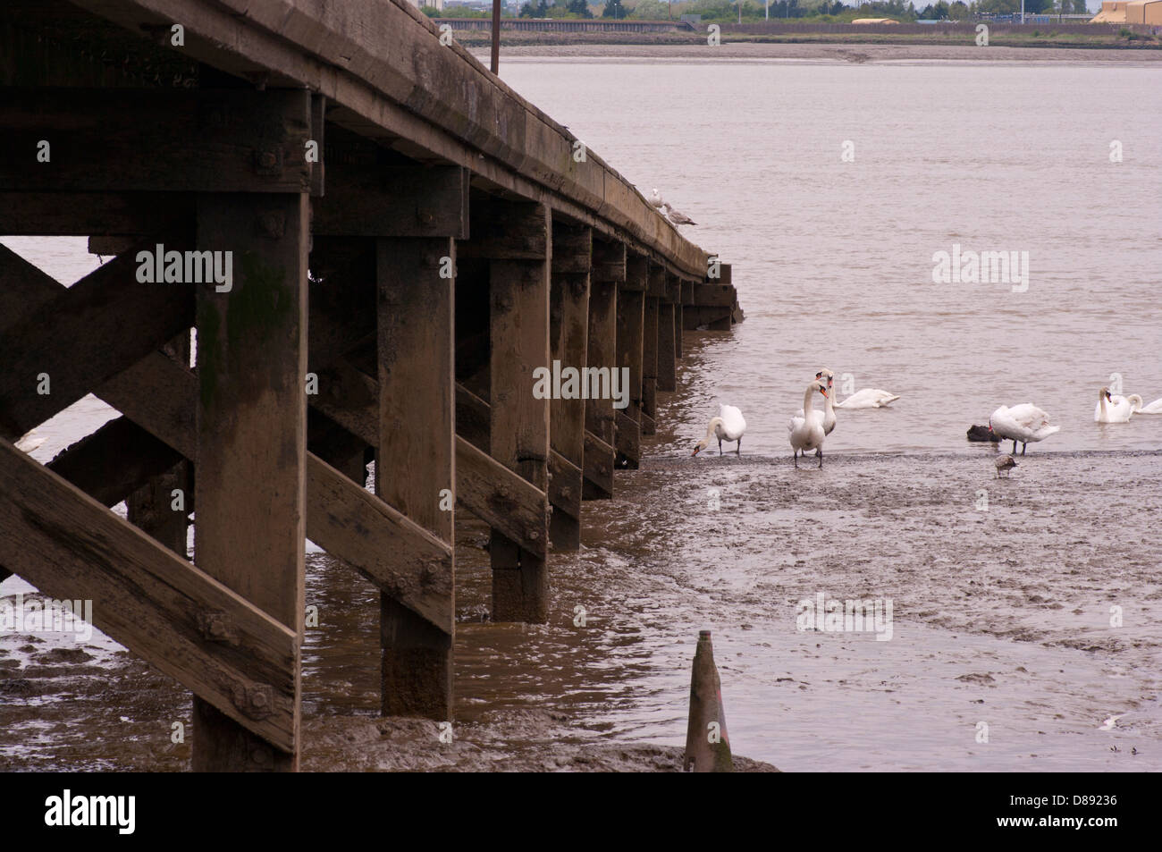 Wooden Jetty On The River Thames With Swans at Gravesend Kent UK Stock ...