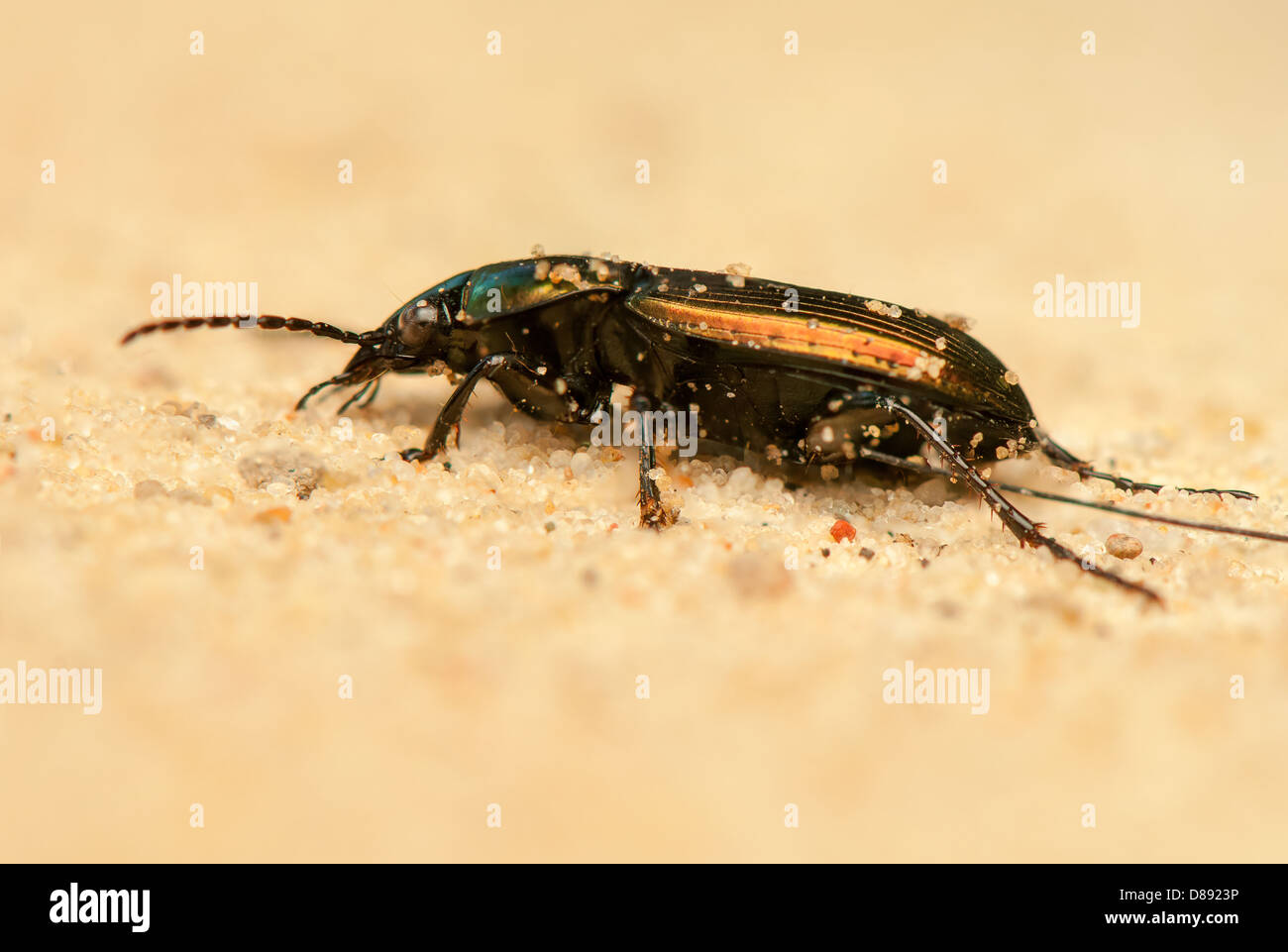 Poecilus cupreus hi-res stock photography and images - Alamy