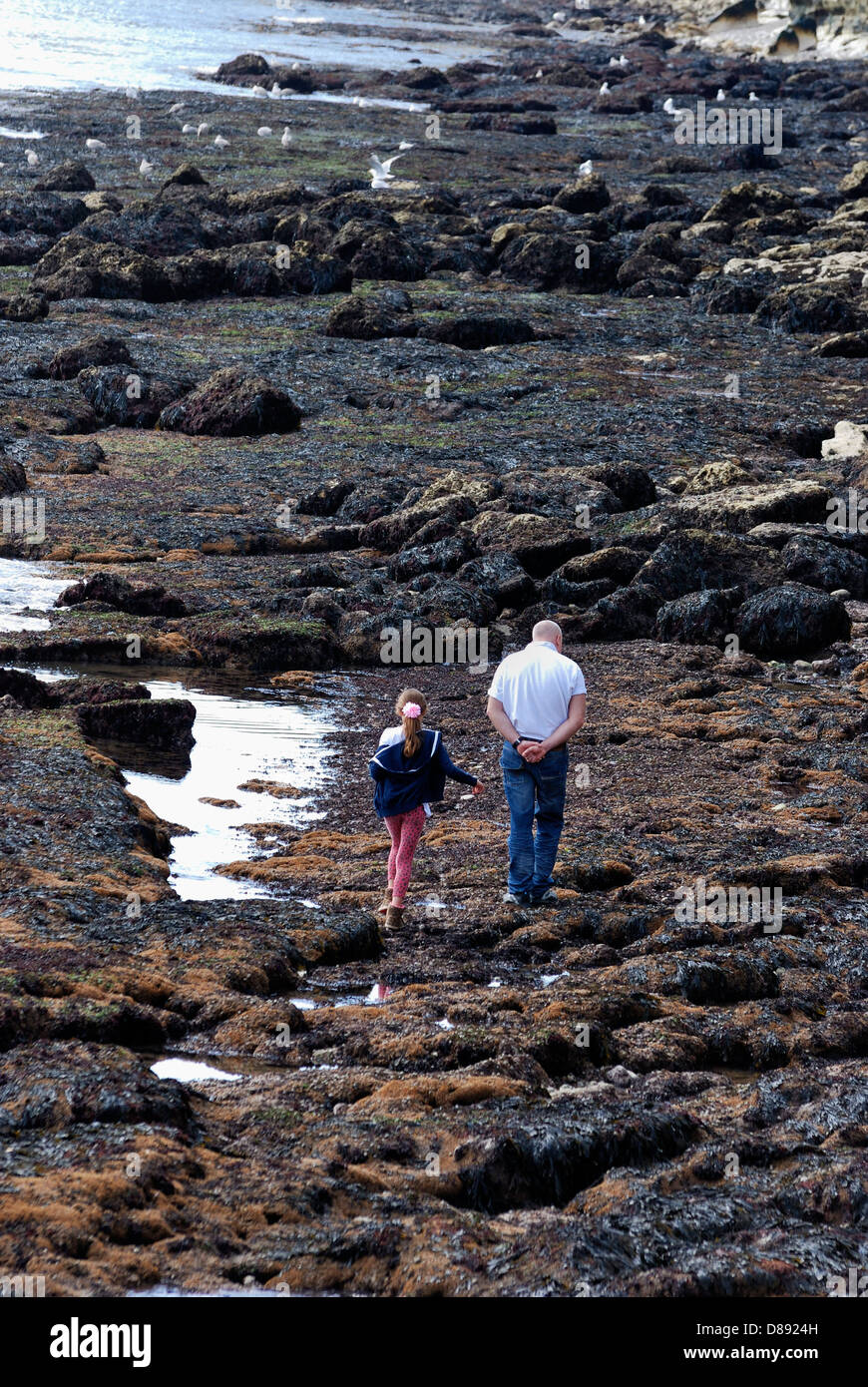 A man and a young girl walking amongst the rock pools Beer Devon ...