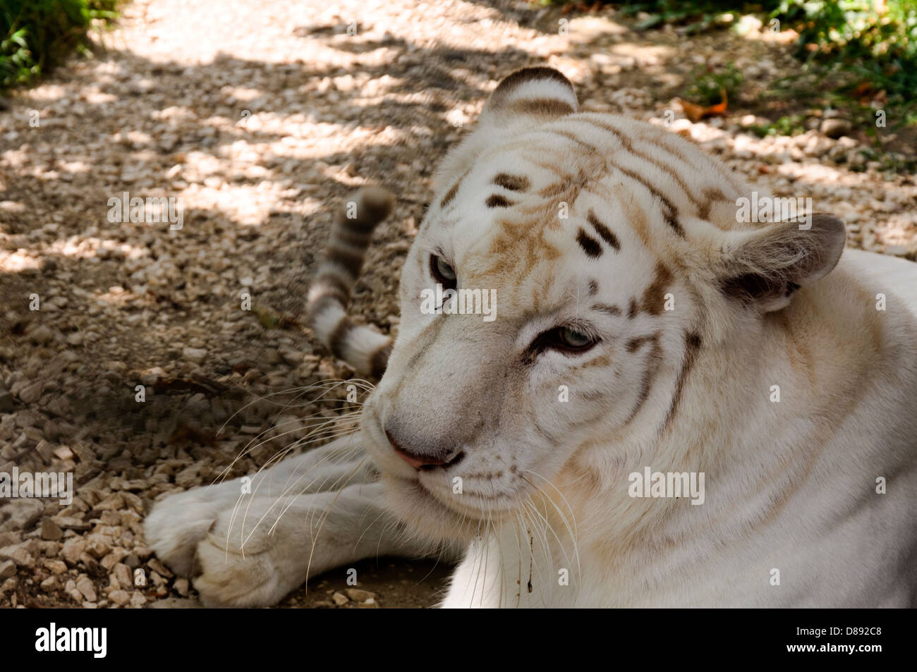 White tiger male chilling Stock Photo - Alamy