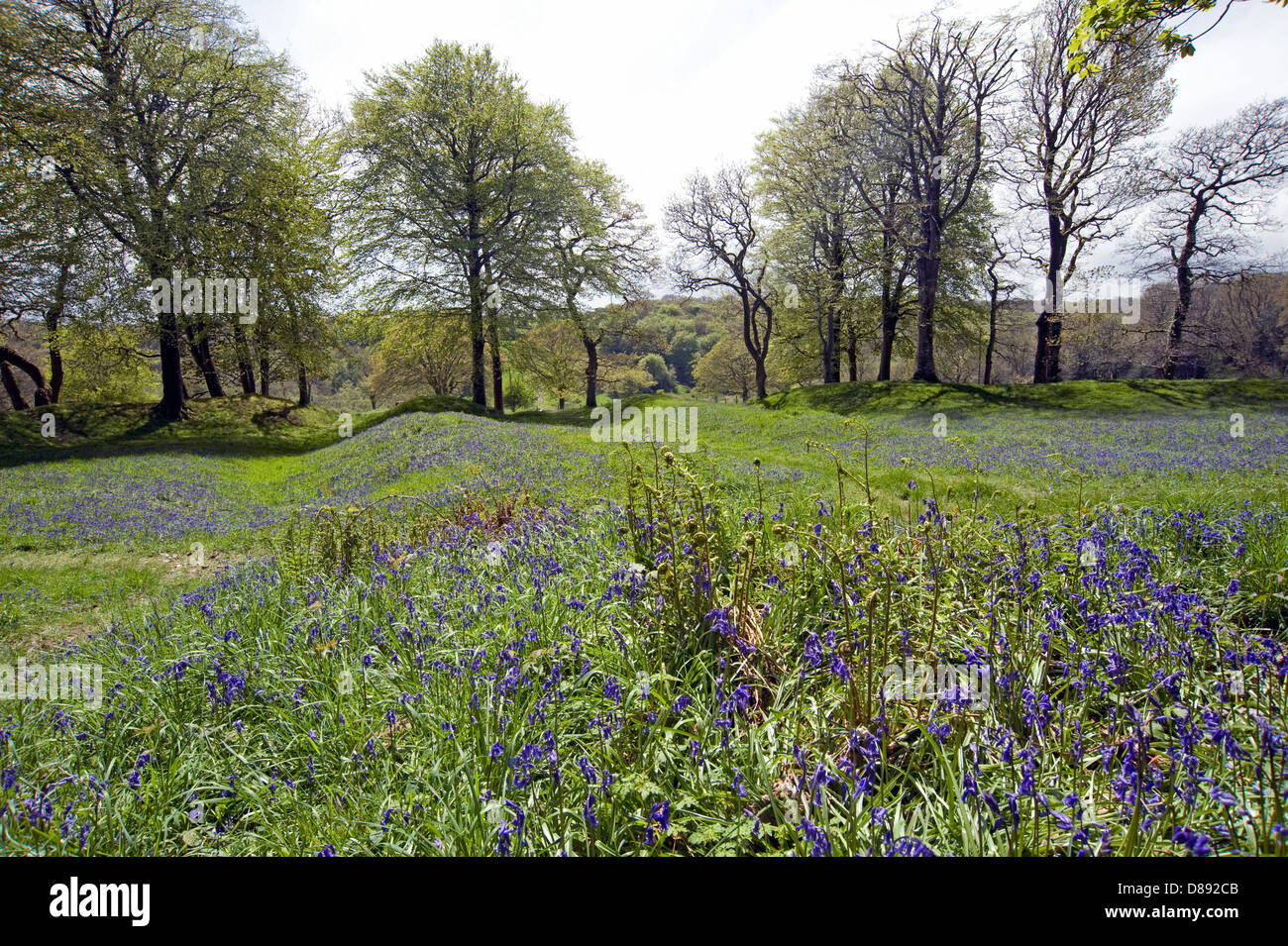 bluebells flowering at Blackbury Camp, a Devon Iron-age fort, with ...