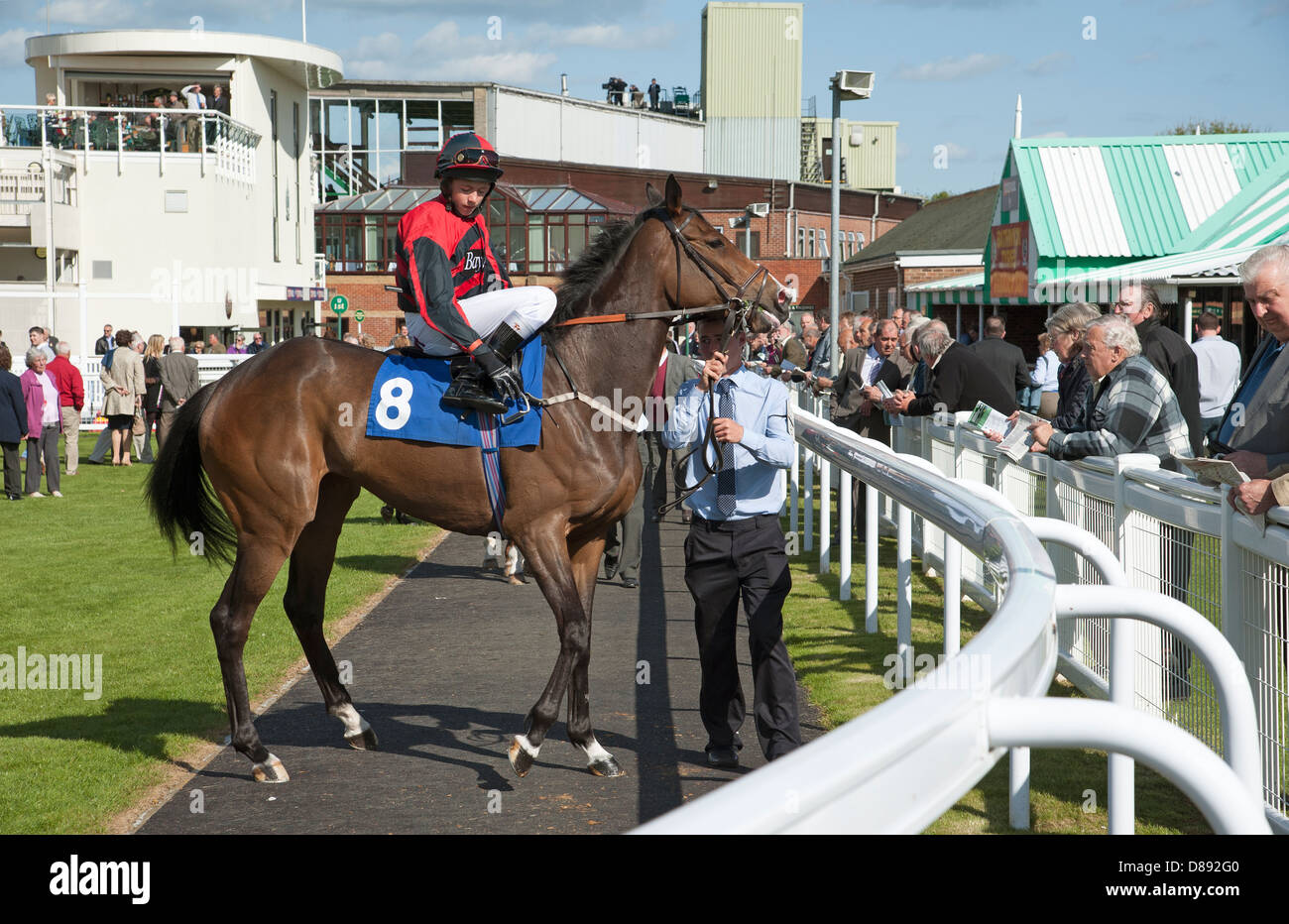 Horses being paraded Paddock Enclosure Salisbury Racecourse England UK ...