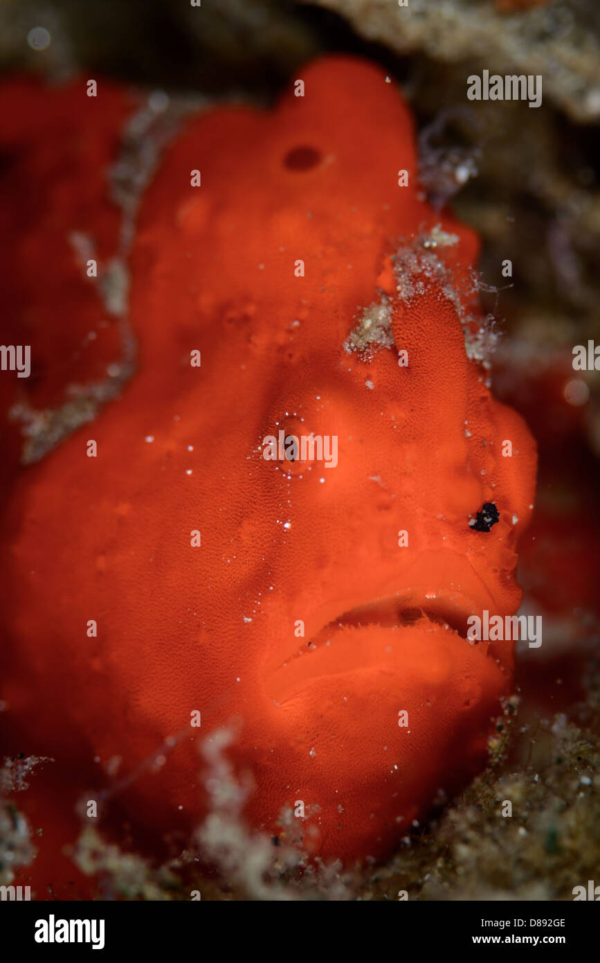 A red painted frogfish stays put ready to capture a possible prey ...