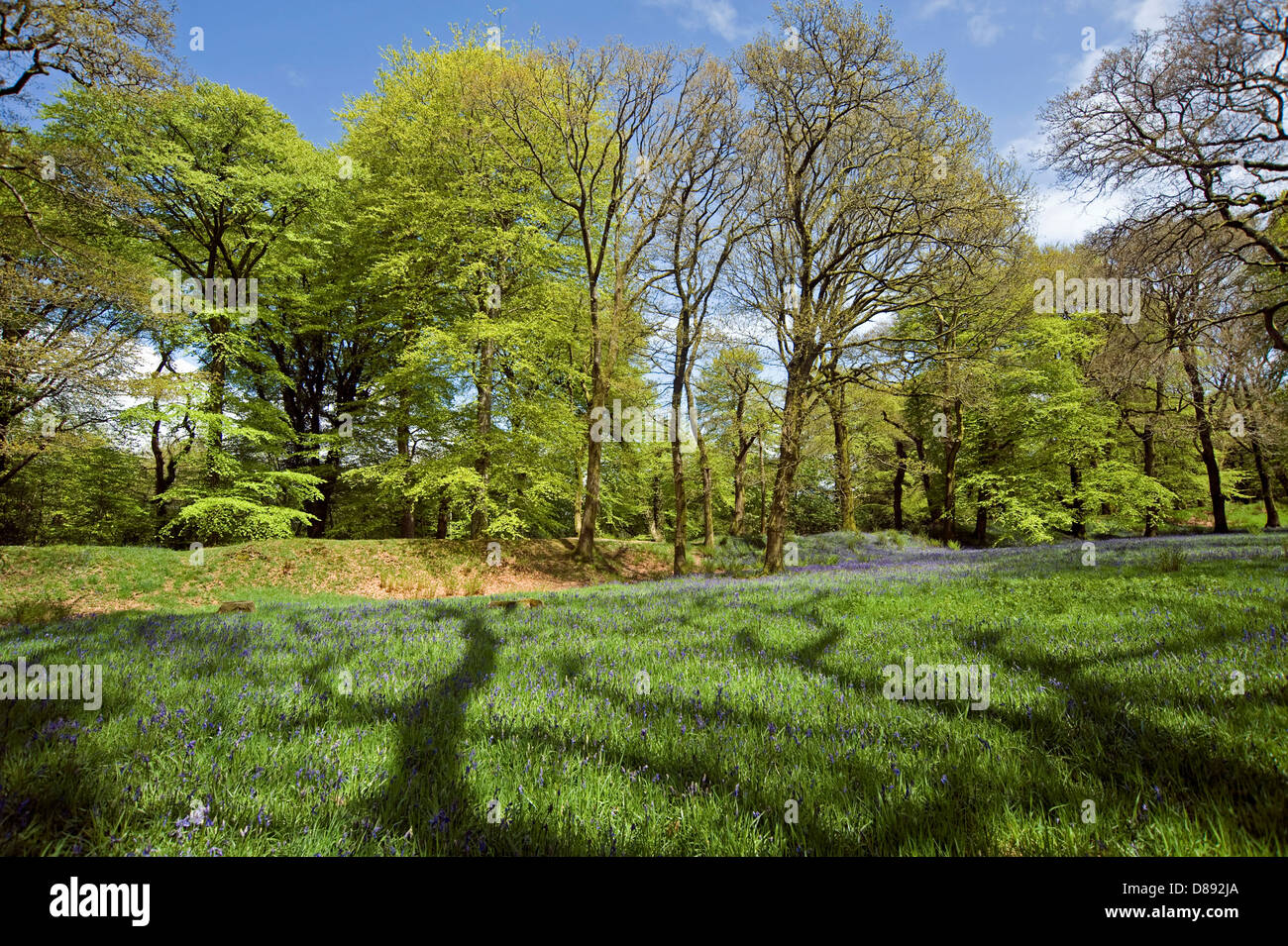 bluebells flowering at Blackbury Camp, a Devon Iron-age fort, with ...