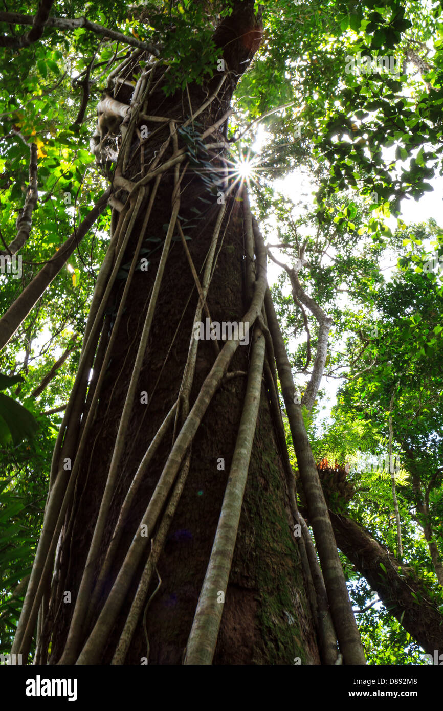 A strangular fig wrapping itself around a huge tree in the Daintree ...