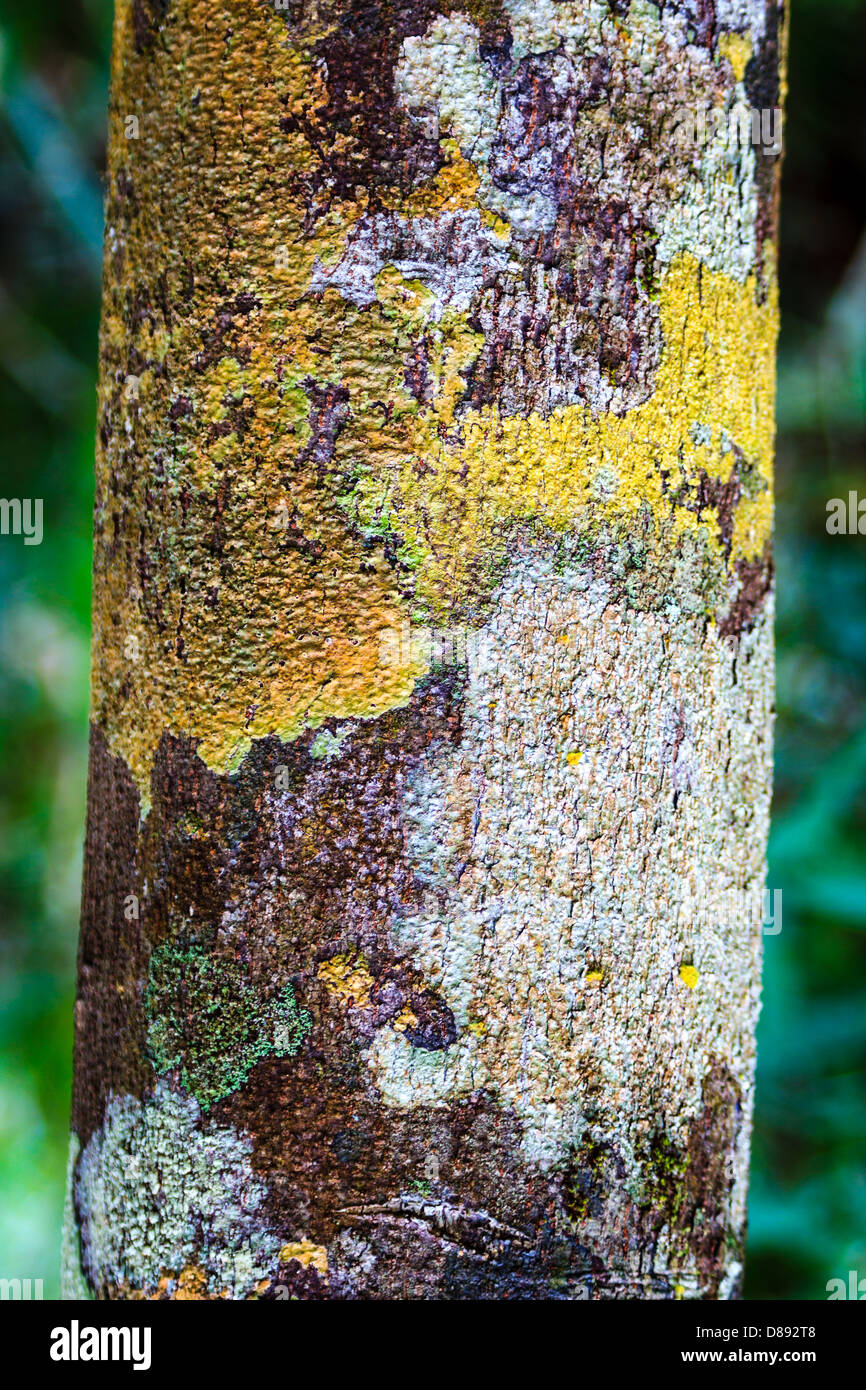 A narrow tree covered in bright yellow and green moss Stock Photo - Alamy