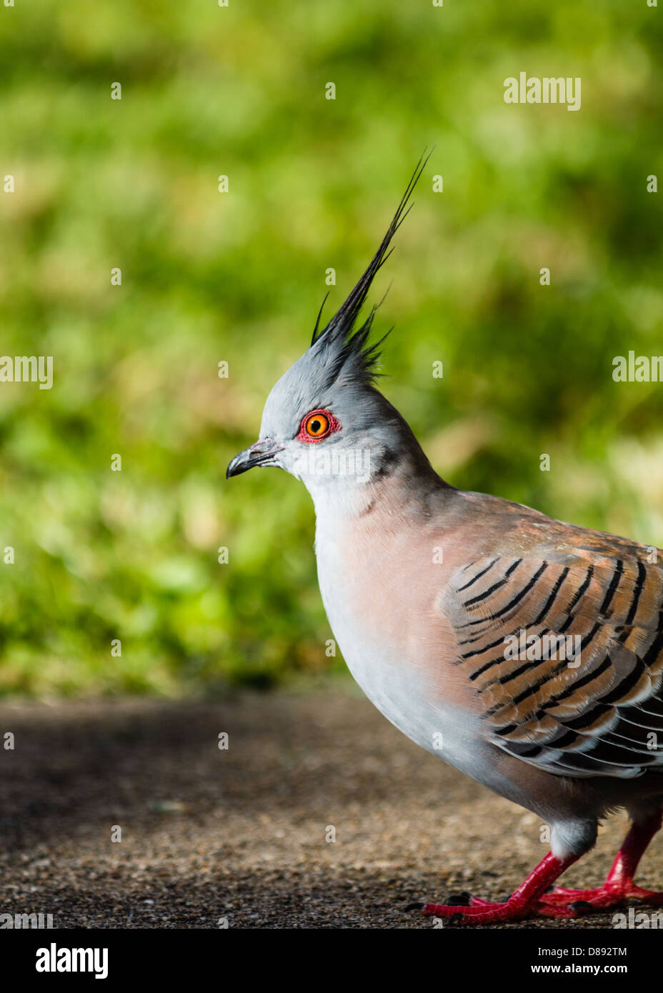 Australian native pigeon hi-res stock photography and images - Alamy