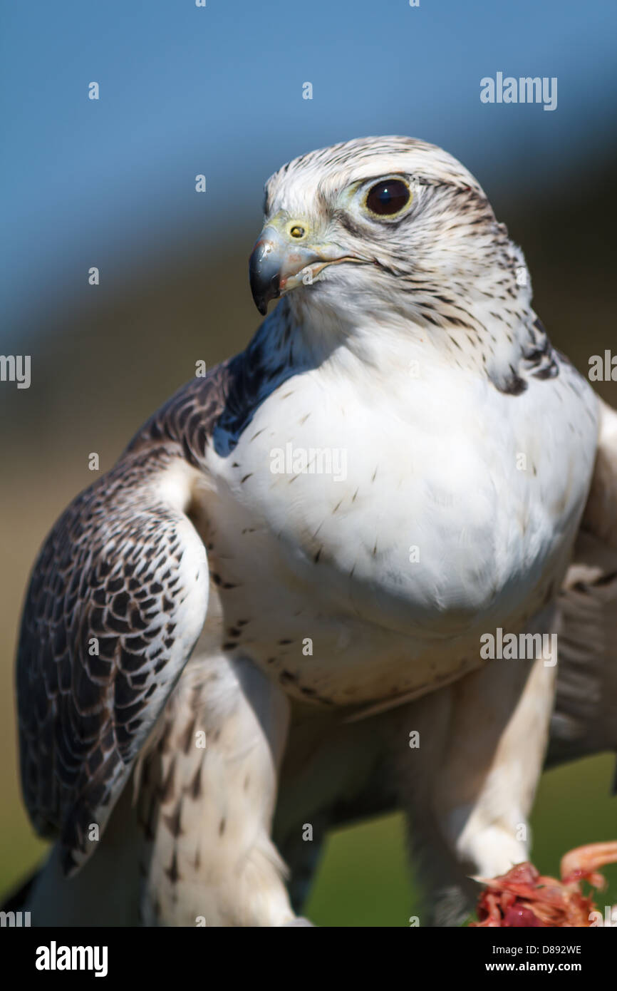 Falcon gyrfalcon falconer hi-res stock photography and images - Alamy