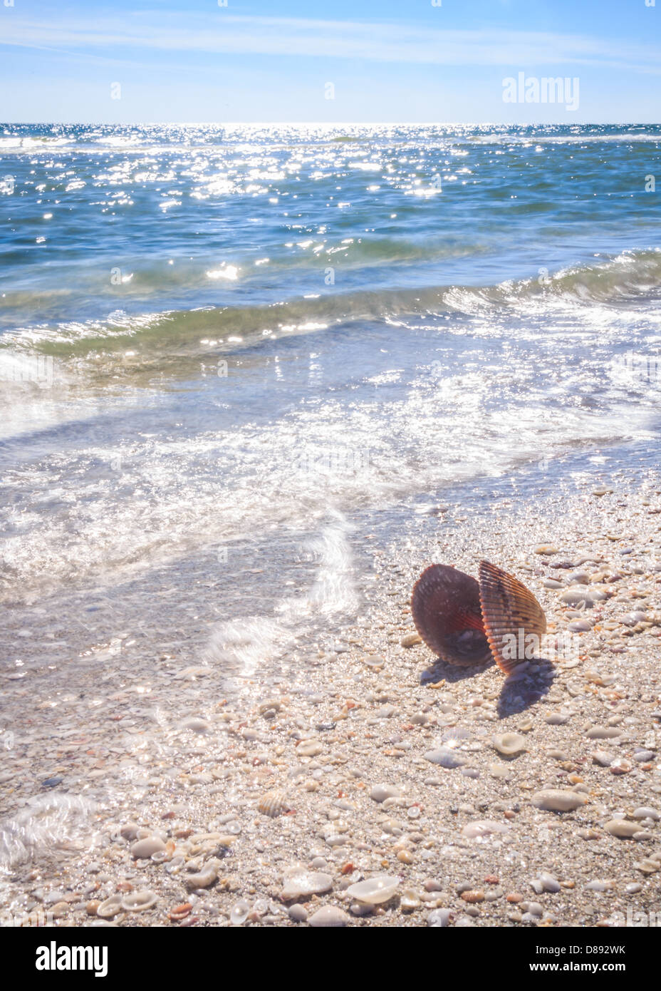 Open seashell by the ocean on a hot summer's day Stock Photo - Alamy