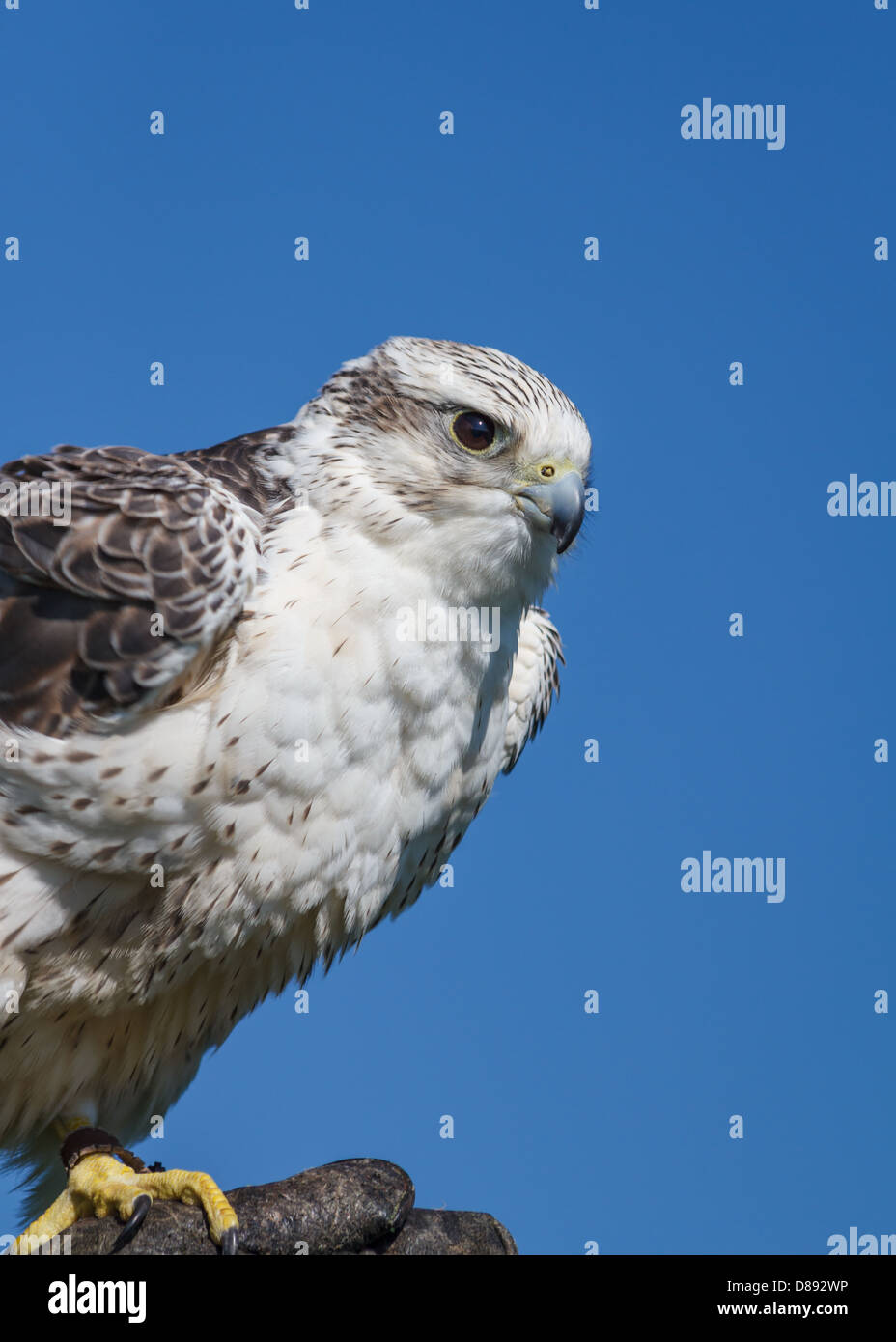 Gyrfalcon hi-res stock photography and images - Alamy
