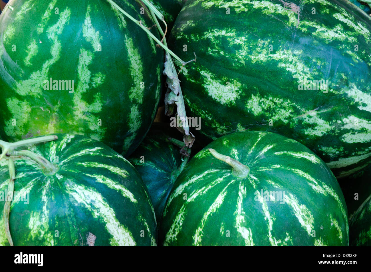Water melons in full frame Stock Photo - Alamy