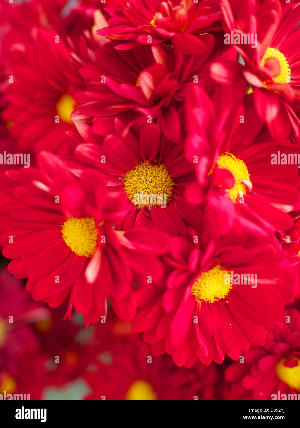 Red flowers in bloom Stock Photo - Alamy