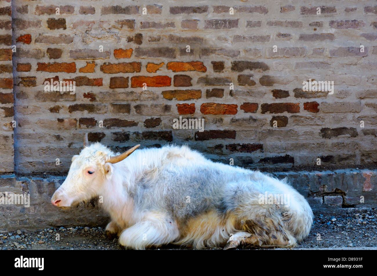 Baby of the hairy cow Stock Photo - Alamy