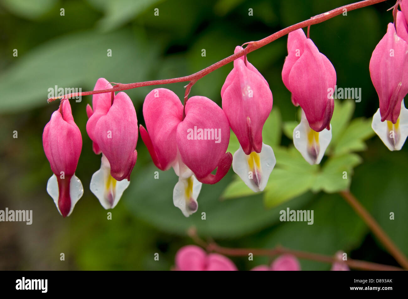 Bleeding Heart Flowers, lamprocapnos spectabilis.(formerly Dicentra ...