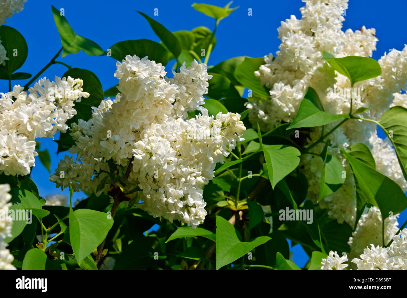 White syringa tree hi-res stock photography and images - Alamy