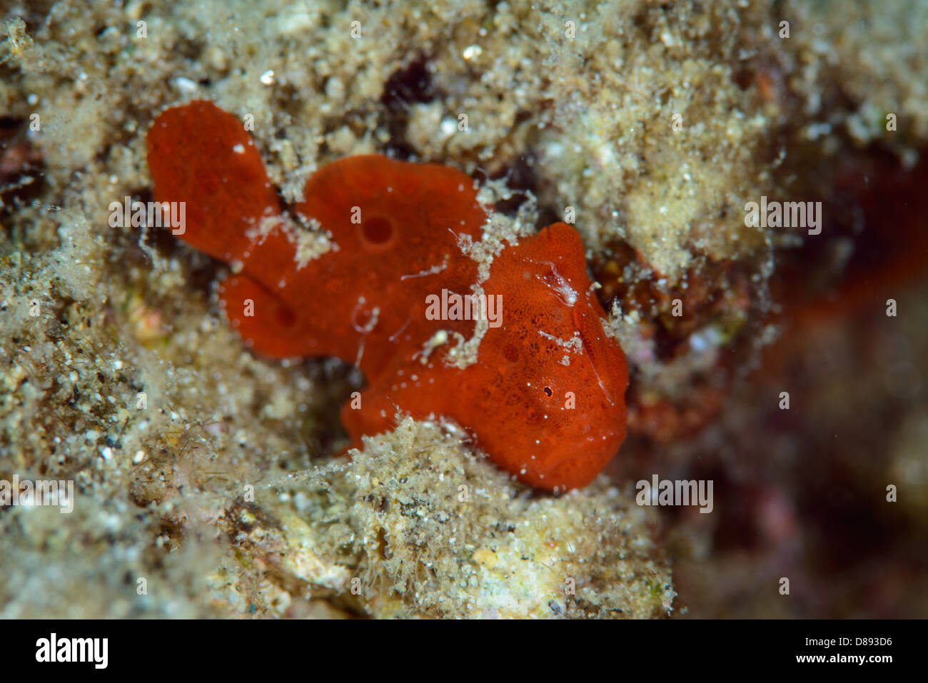 A red painted frogfish stays put ready to capture a possible prey ...