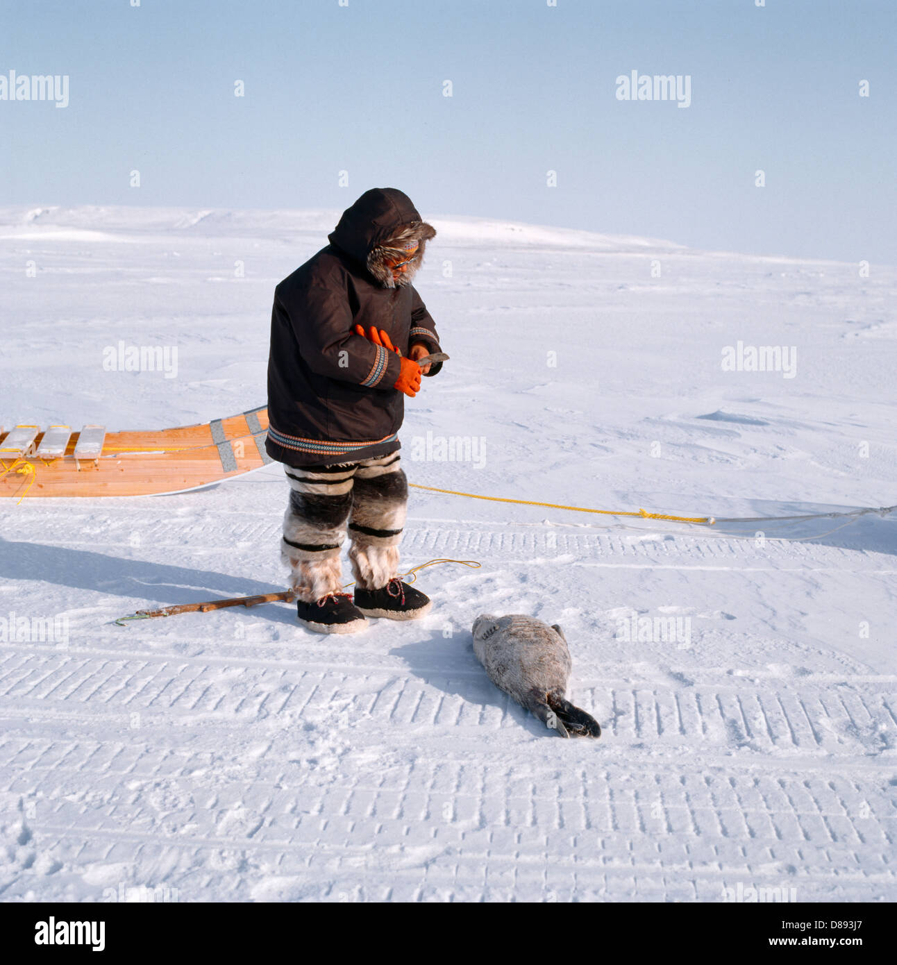 Baffin Island Canada Iqaluit Inuit Hunter With Seal Kill Stock Photo ...