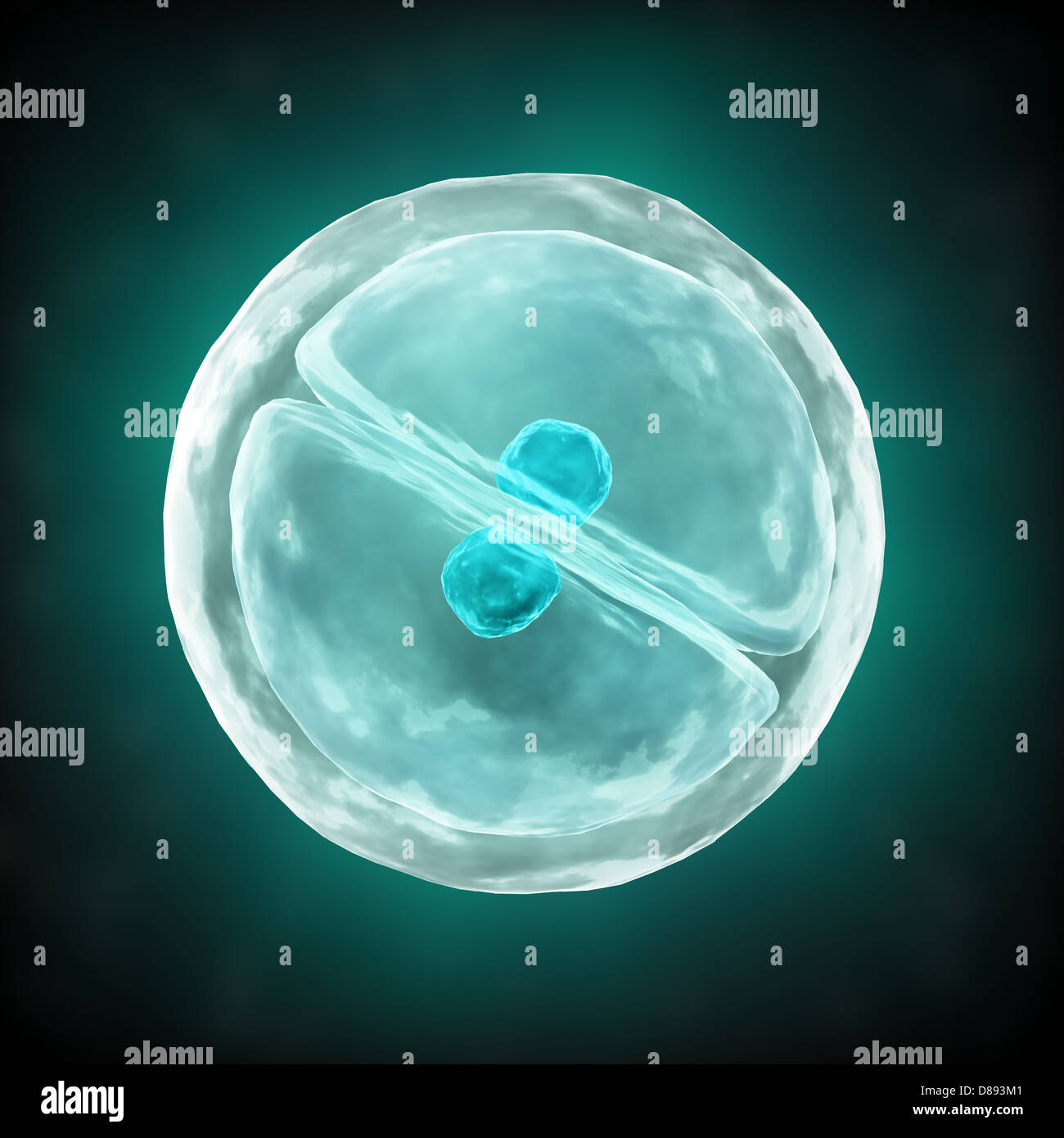 A cell division process - scientific illustration Stock Photo - Alamy