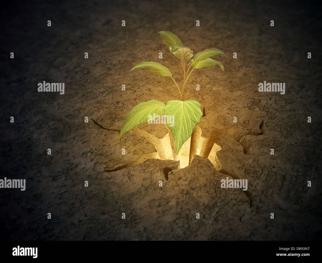 Small plant growing from a crack in the ground Stock Photo - Alamy