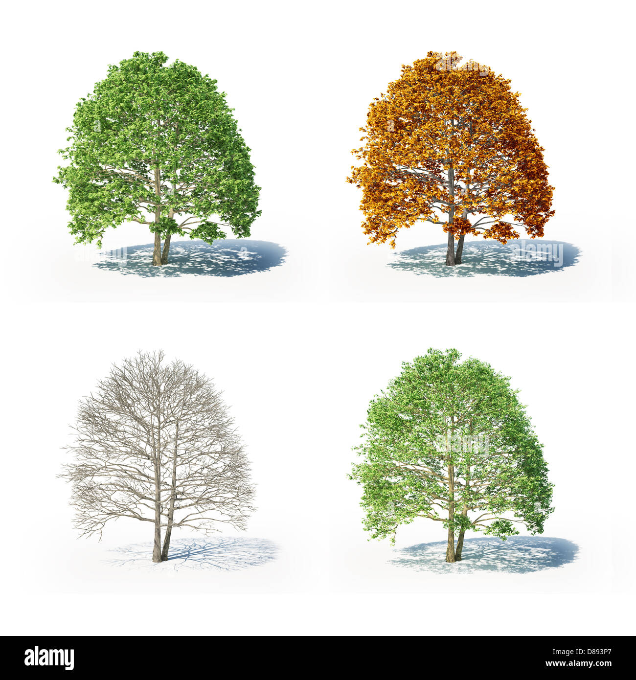 The four seasons tree isolated on white Stock Photo - Alamy