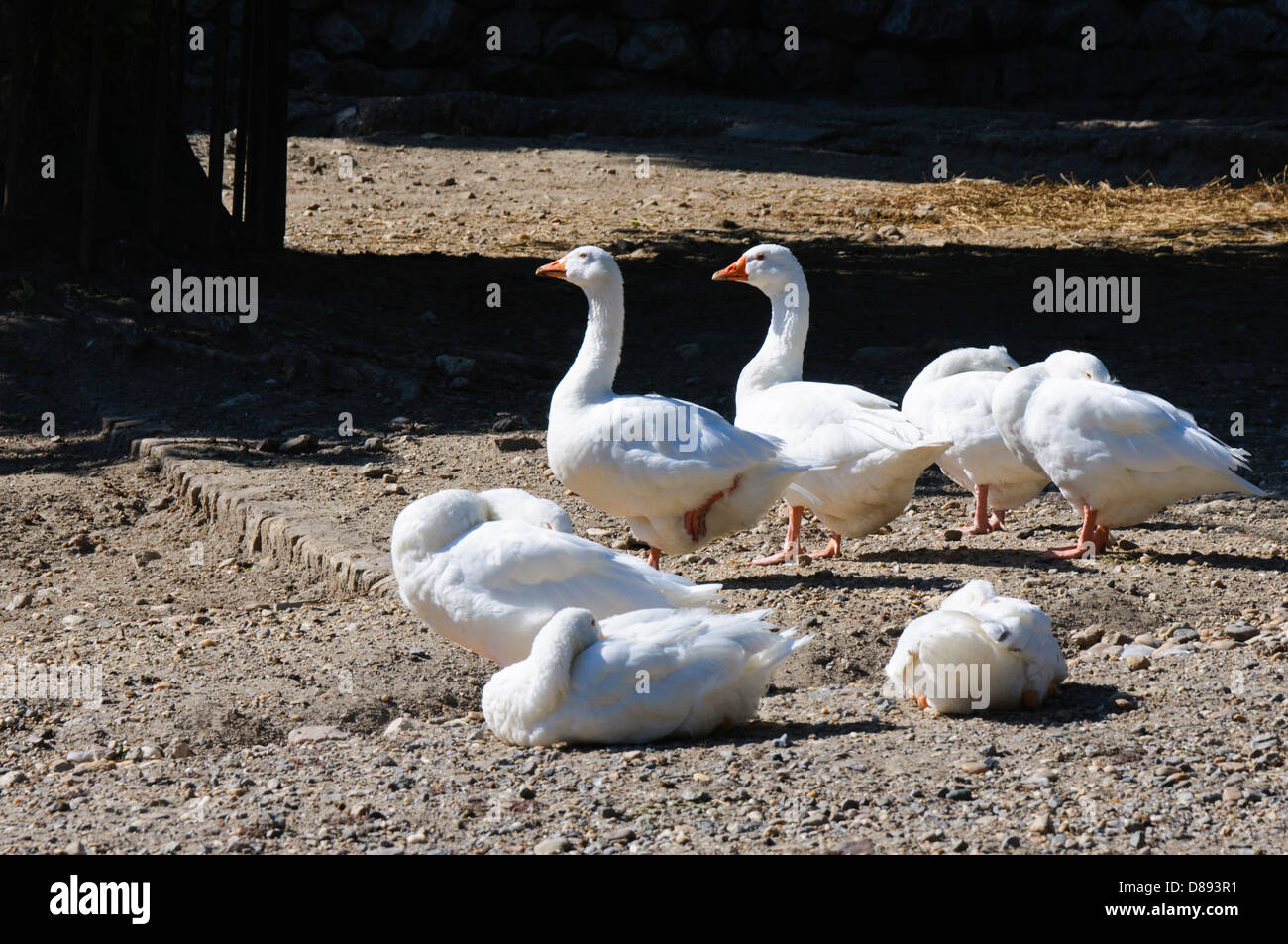 White ducks chilling on the ground Stock Photo - Alamy