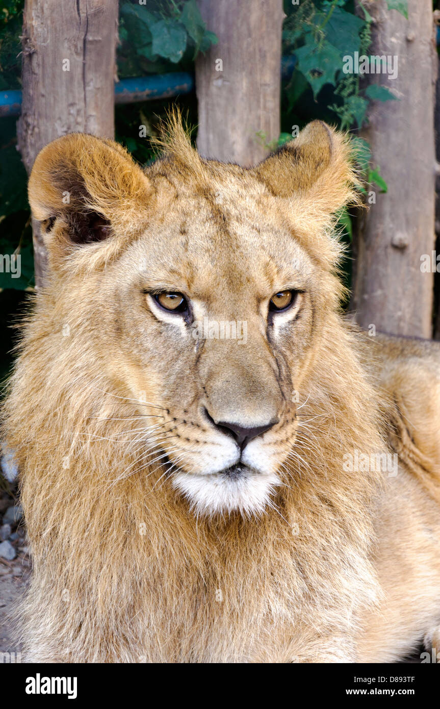 Chilling male lion in the zoo Stock Photo - Alamy