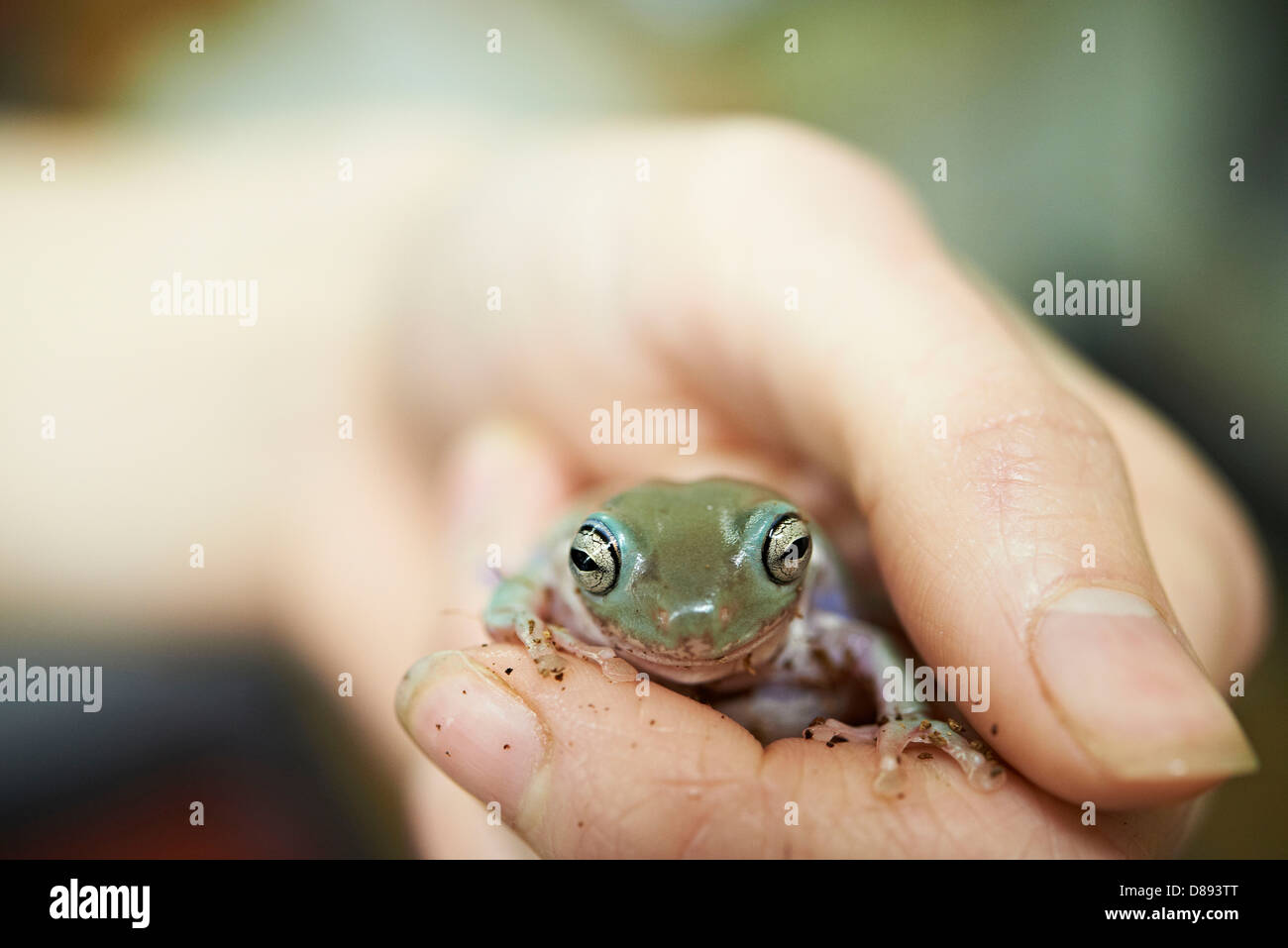 Pet frog hi-res stock photography and images - Alamy