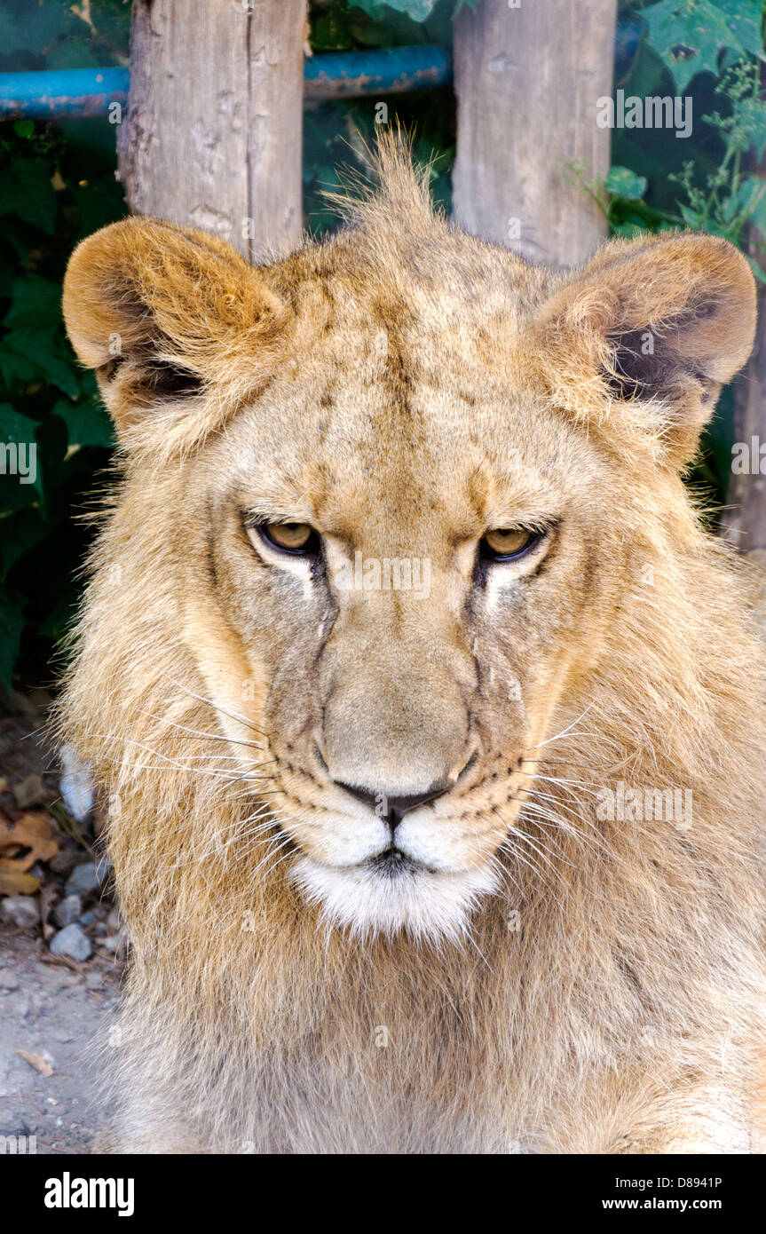 Lion cage roar hi-res stock photography and images - Alamy
