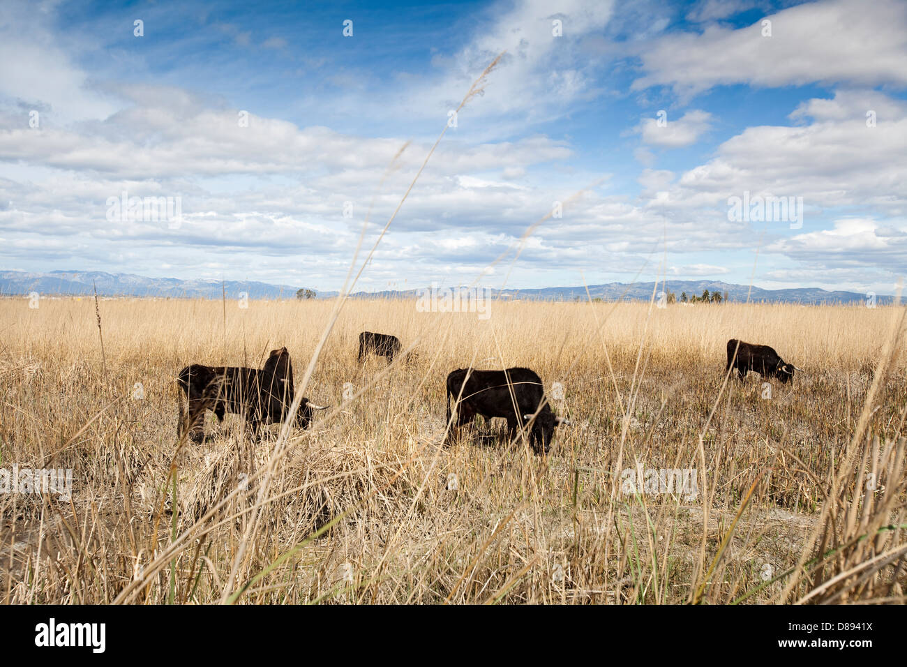 Five bulls hi-res stock photography and images - Alamy