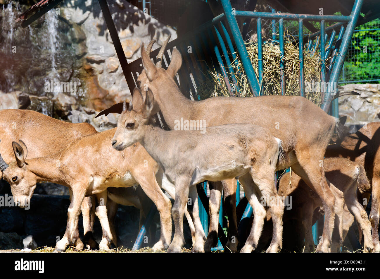 Wild goats in the zoo Stock Photo - Alamy