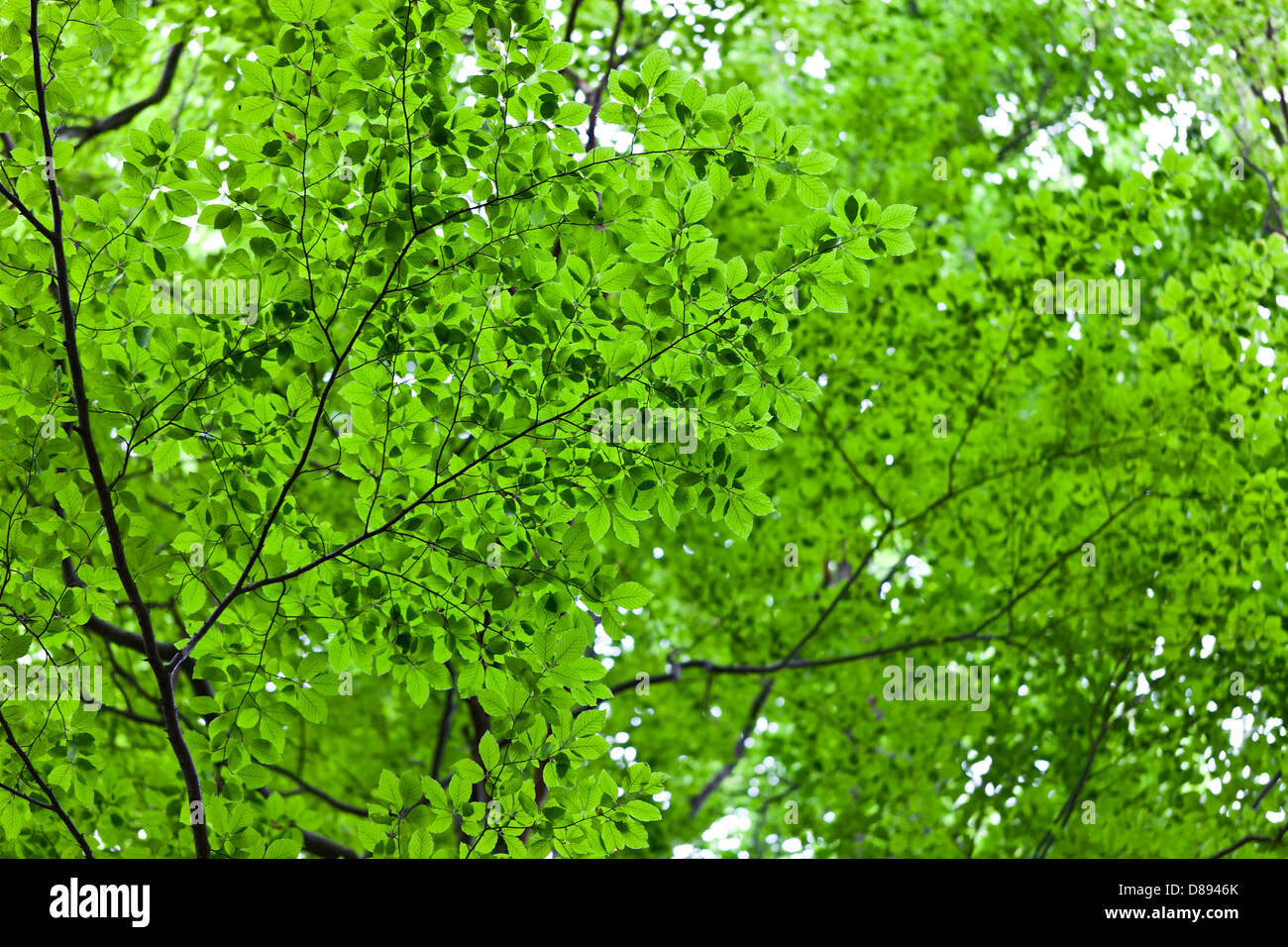 Overhead shot of green leaves Stock Photo - Alamy