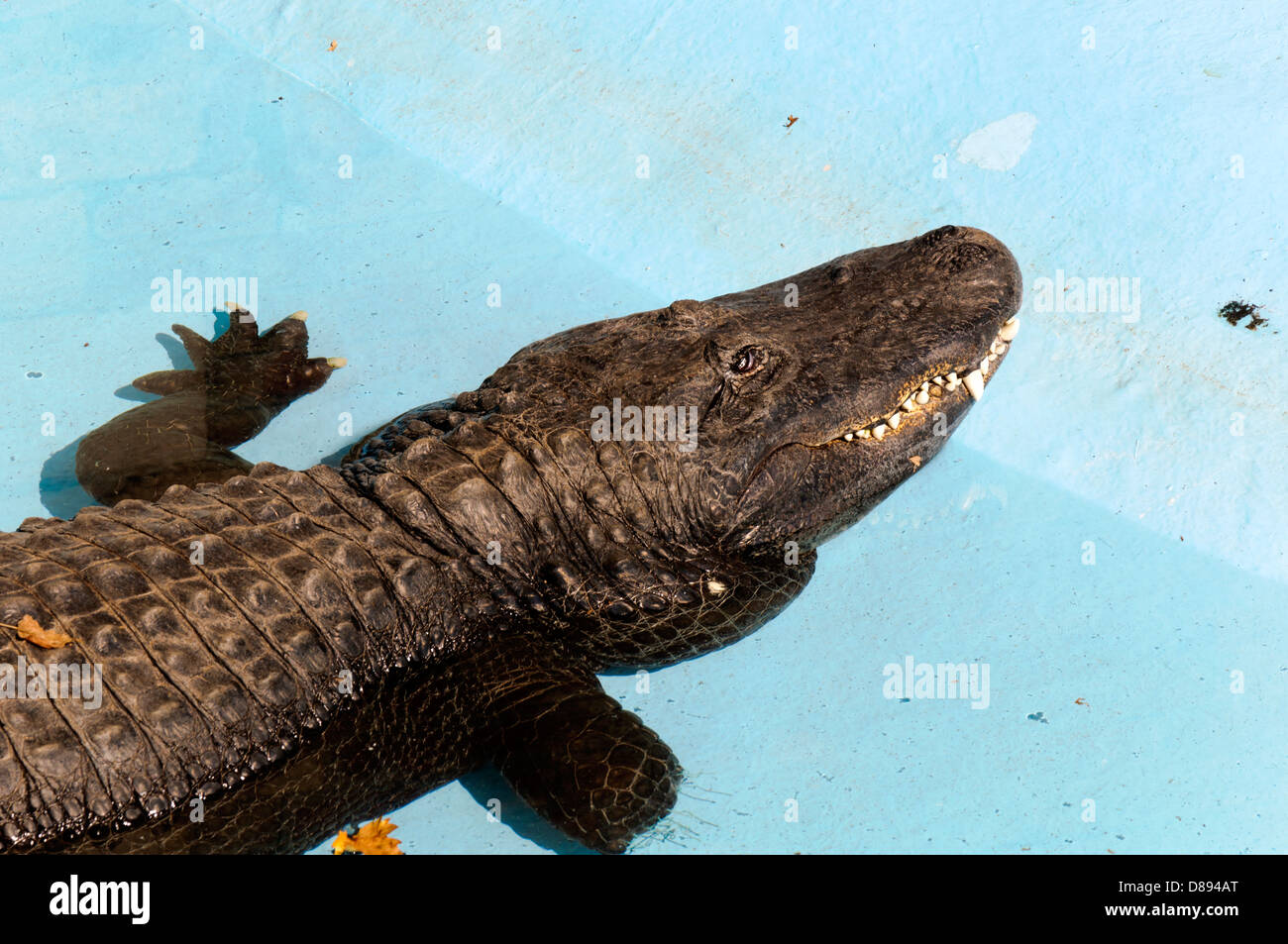 Sleepy crocodile on blue ground Stock Photo - Alamy