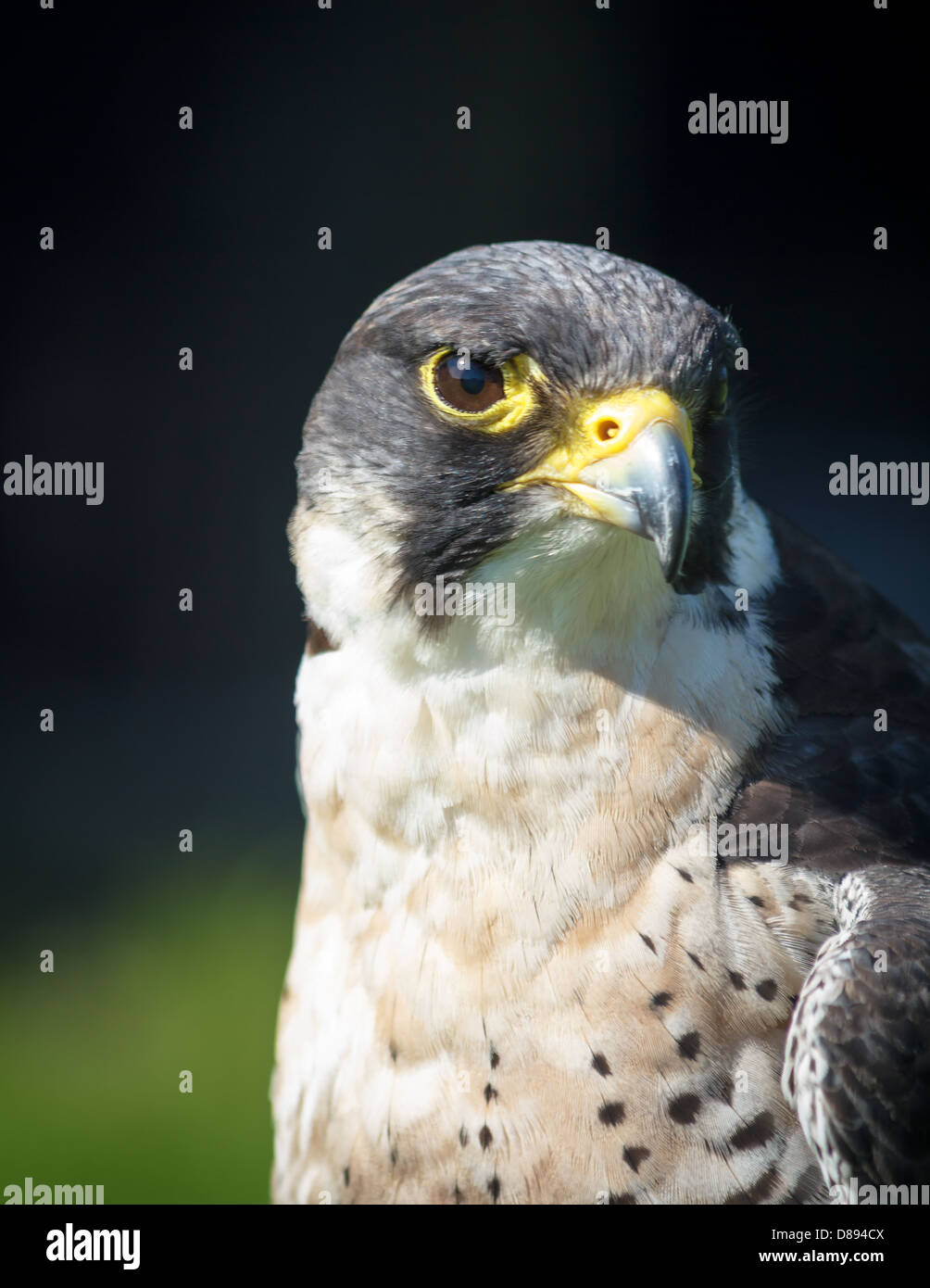 Portrait of a peregrin falcon looking into the camera Stock Photo - Alamy