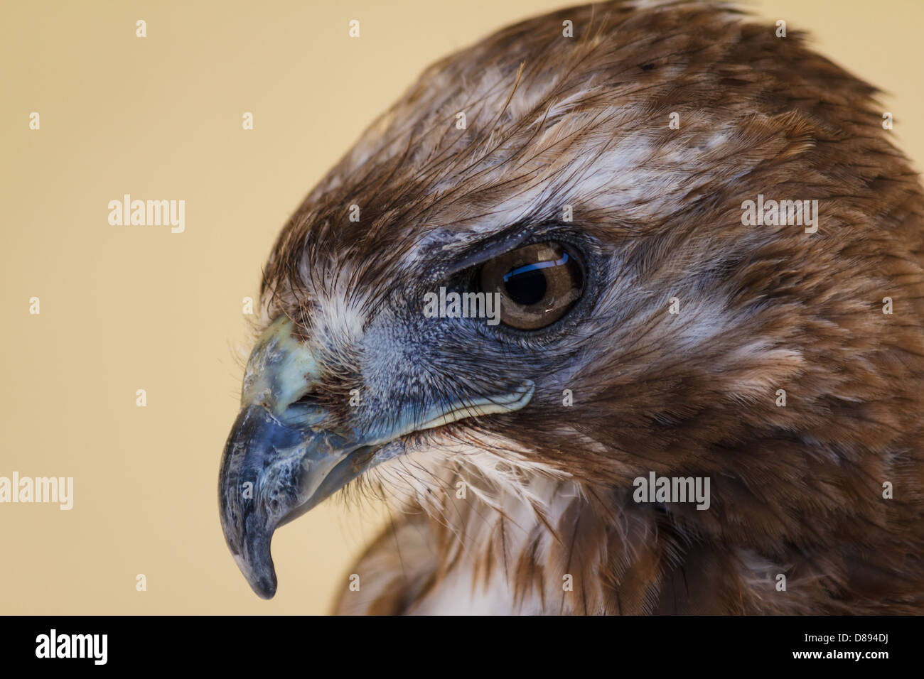 Extreme close up of a common buzzard in profile Stock Photo - Alamy