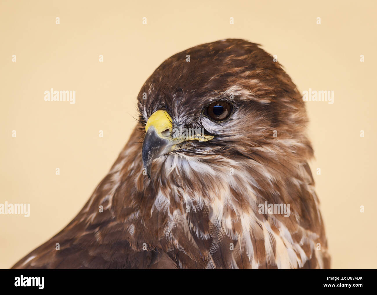 Close up of a tawny eagle peering out of a beige background Stock Photo ...