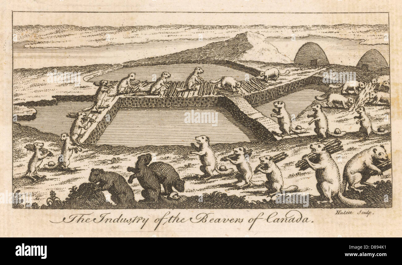 BEAVERS, 18TH CENTURY Stock Photo - Alamy